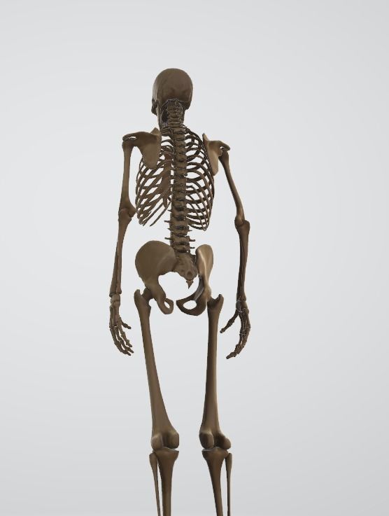 3D model High-Resolution 3D Model of the Human Skeleton VR / AR / low ...