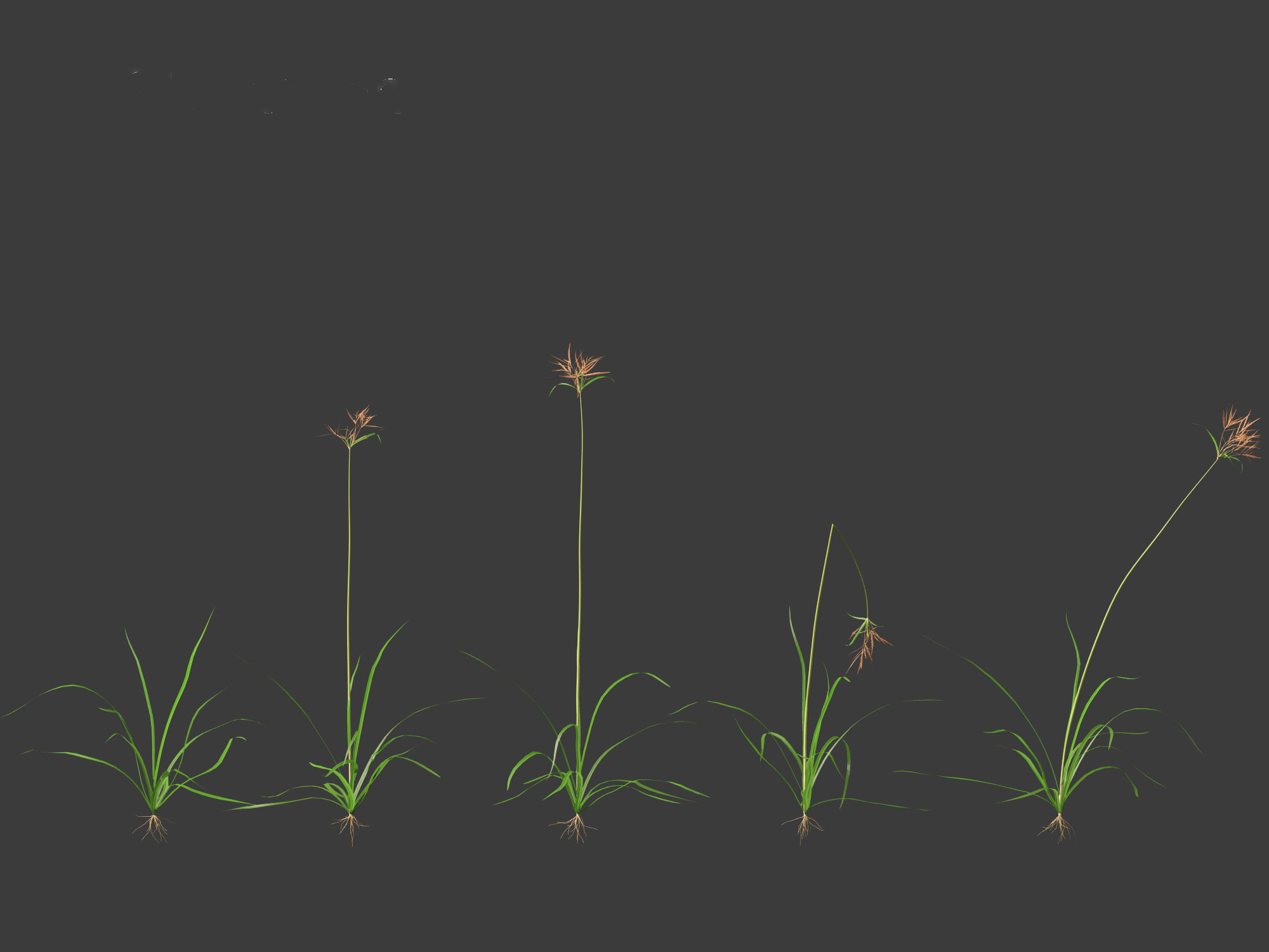 Cyperus rotundus - Purple Nutsedge 01 Grass 3D model | CGTrader
