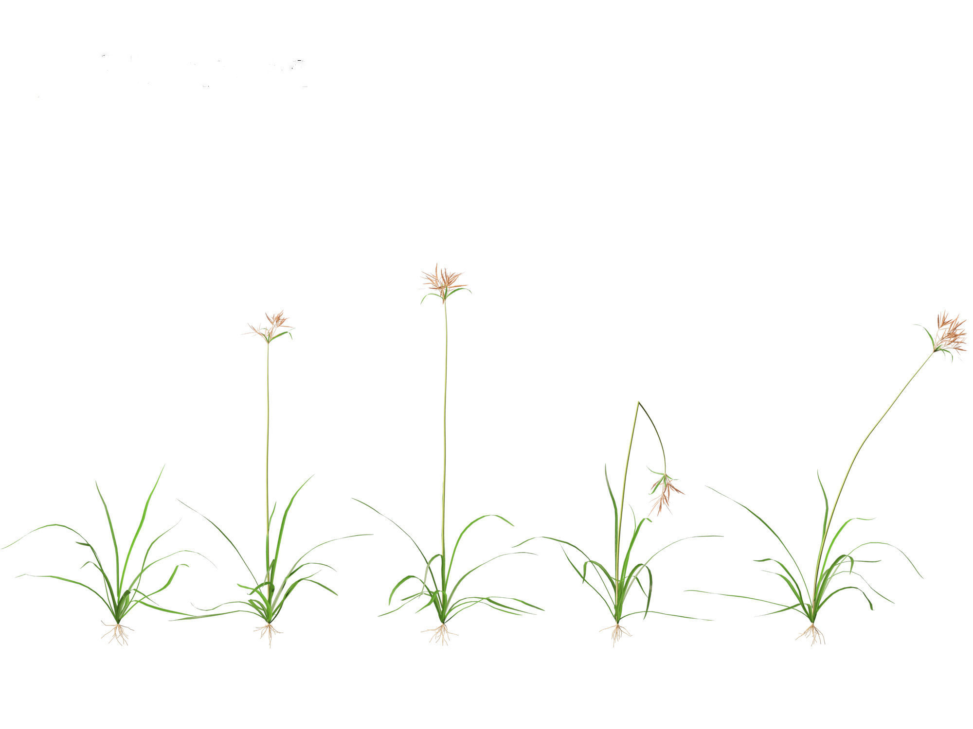 Cyperus rotundus - Purple Nutsedge 01 Grass 3D model | CGTrader