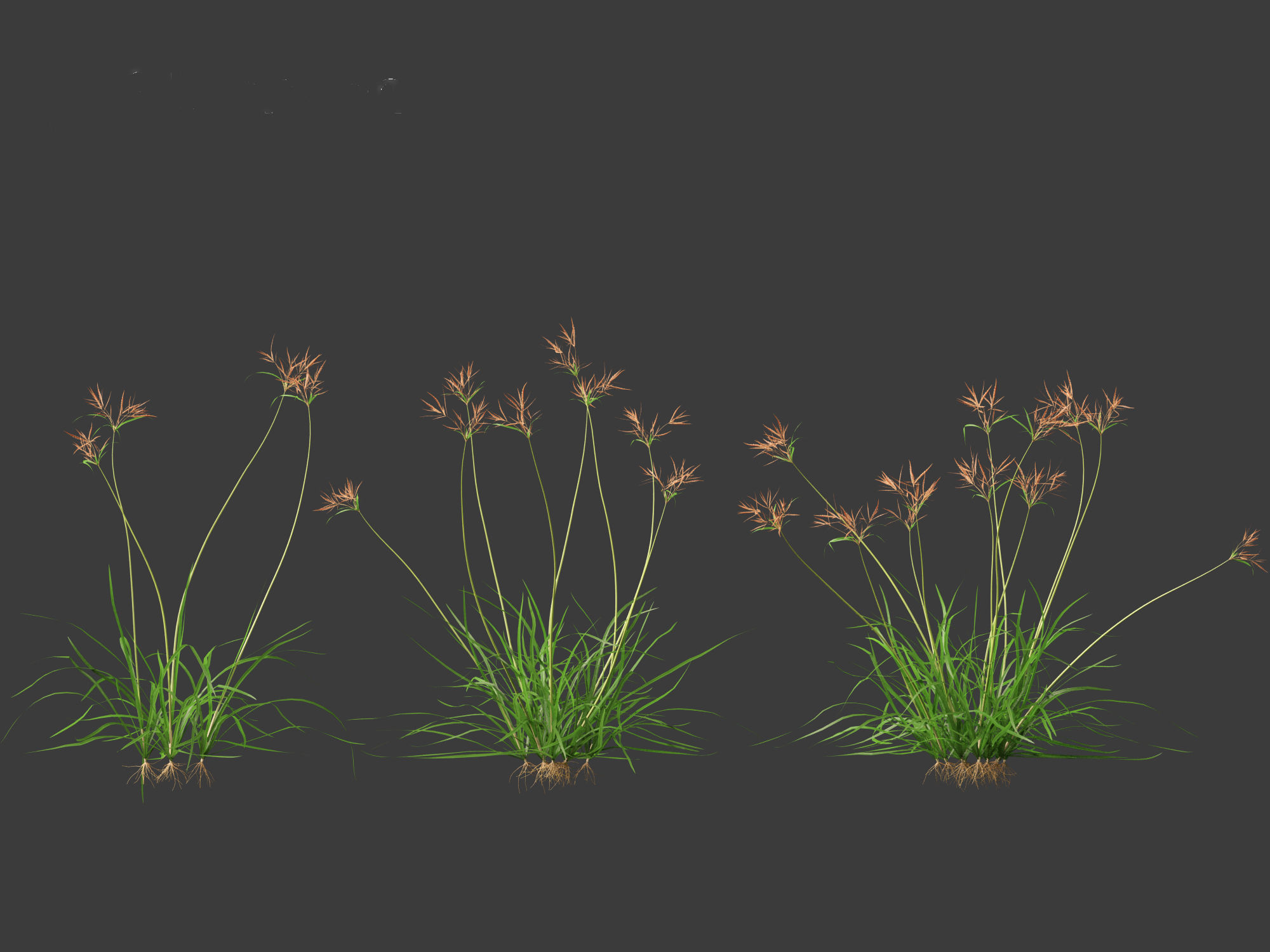 Cyperus rotundus - Purple Nutsedge 01 Grass 3D model | CGTrader