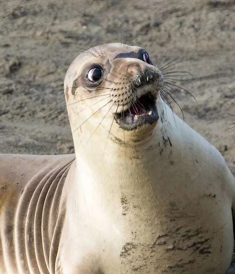 Surprised funny seal with stand meme 3D model 3D printable | CGTrader