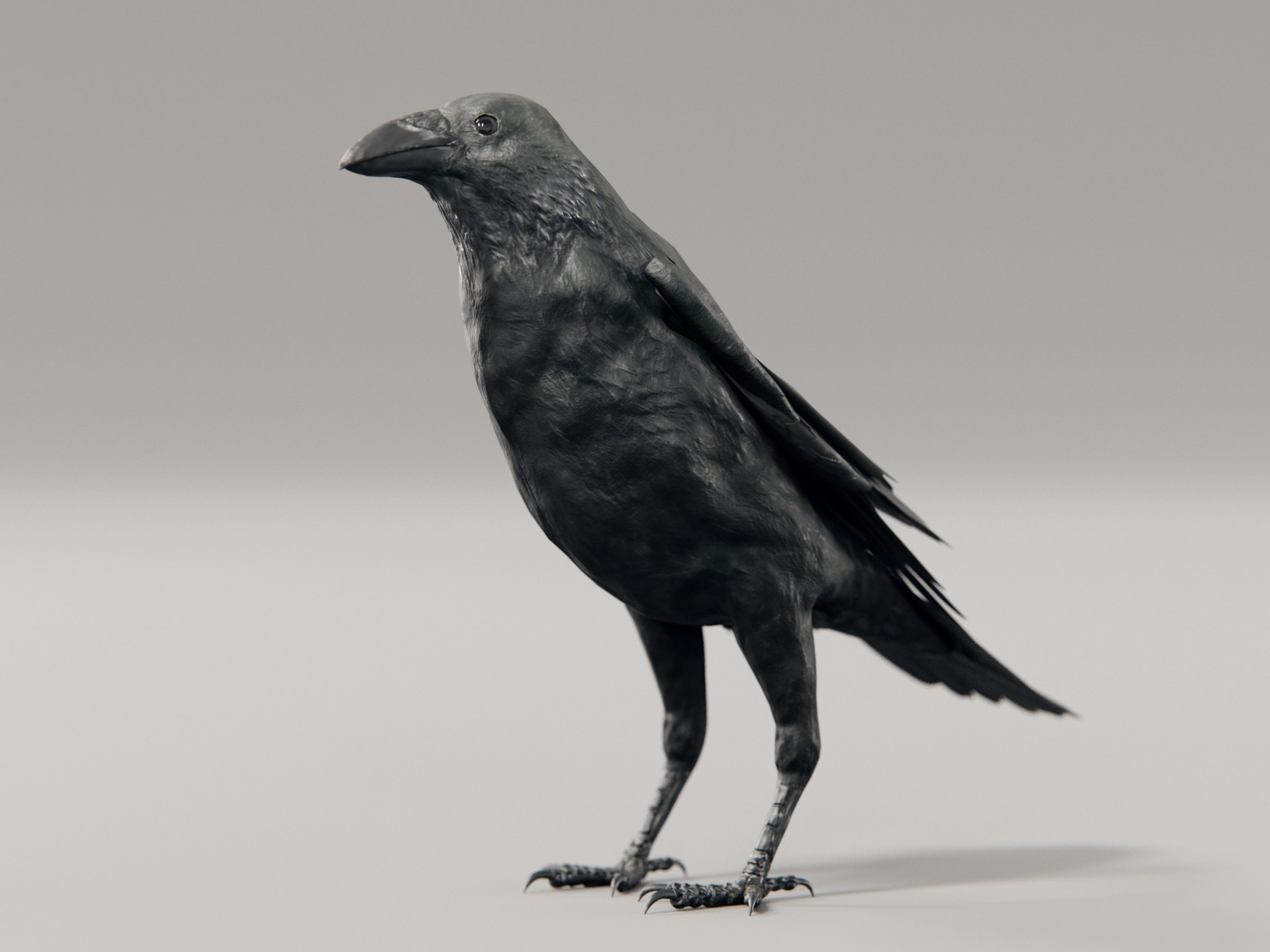 3D model Crow - Rigged VR / AR / low-poly | CGTrader