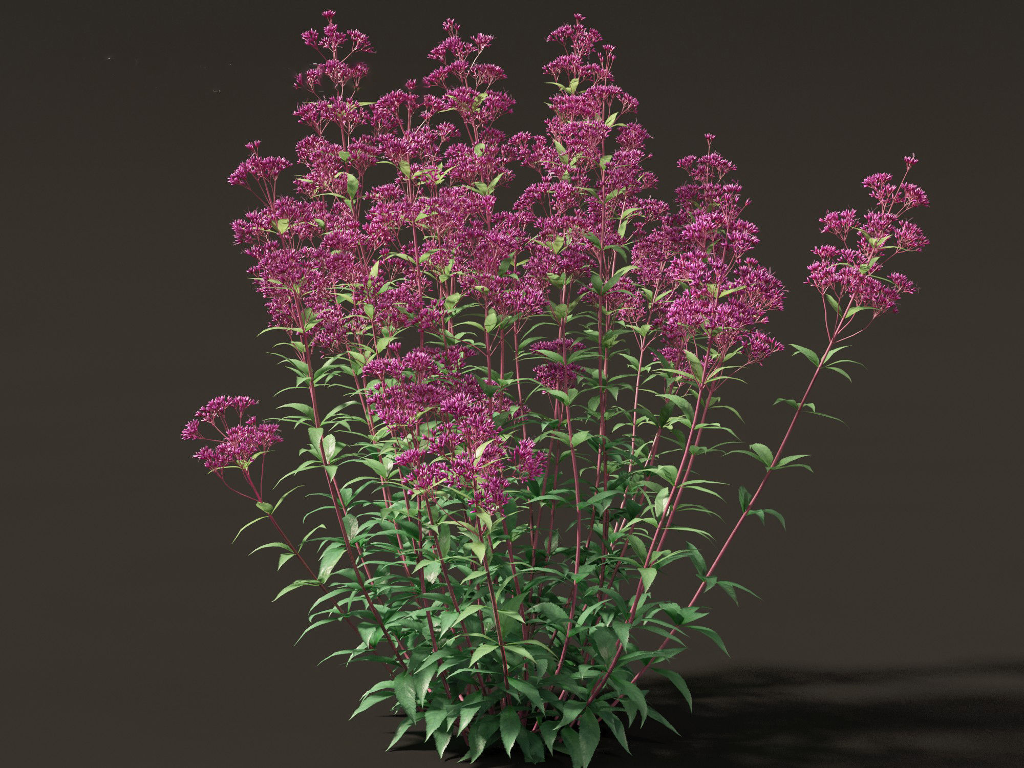 Eupatorium purpureum - Purple Joe-Pye weed 3D model | CGTrader