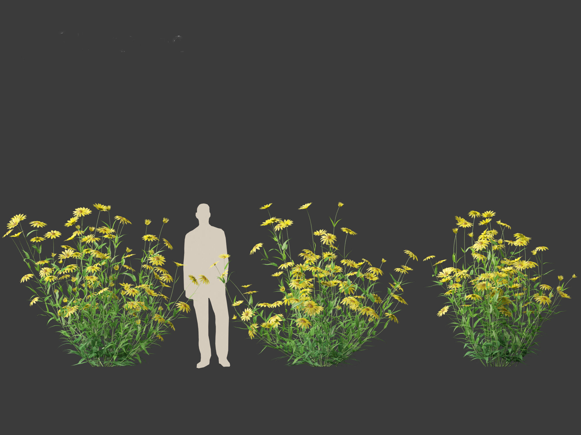 Helianthus microcephalus - Small-headed Sunflower 3D model | CGTrader