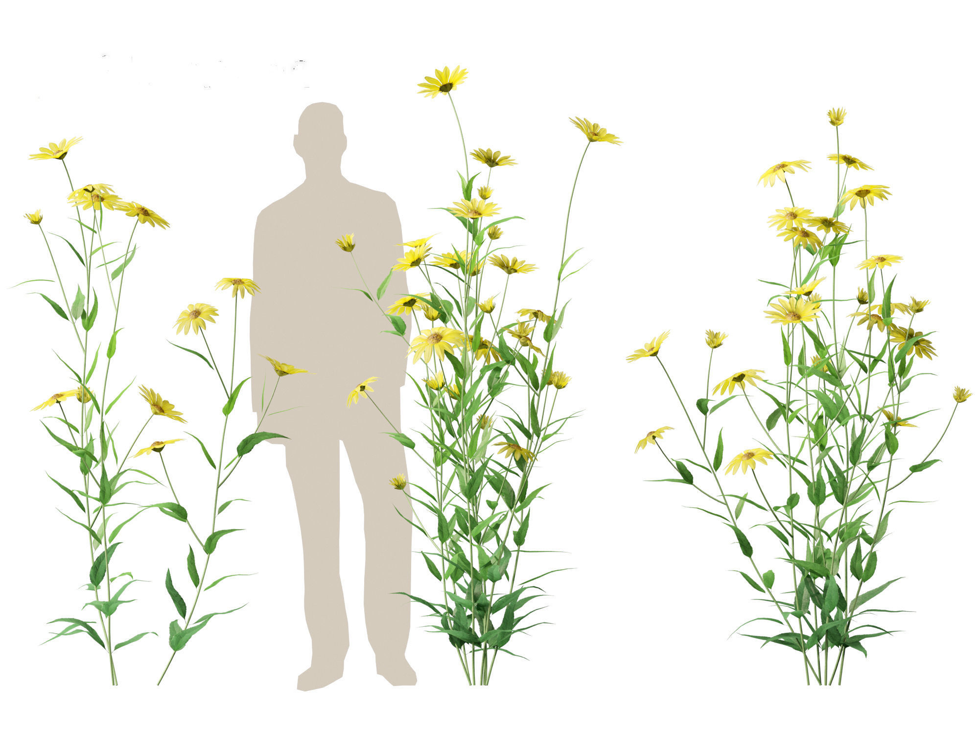 Helianthus microcephalus - Small-headed Sunflower 3D model | CGTrader