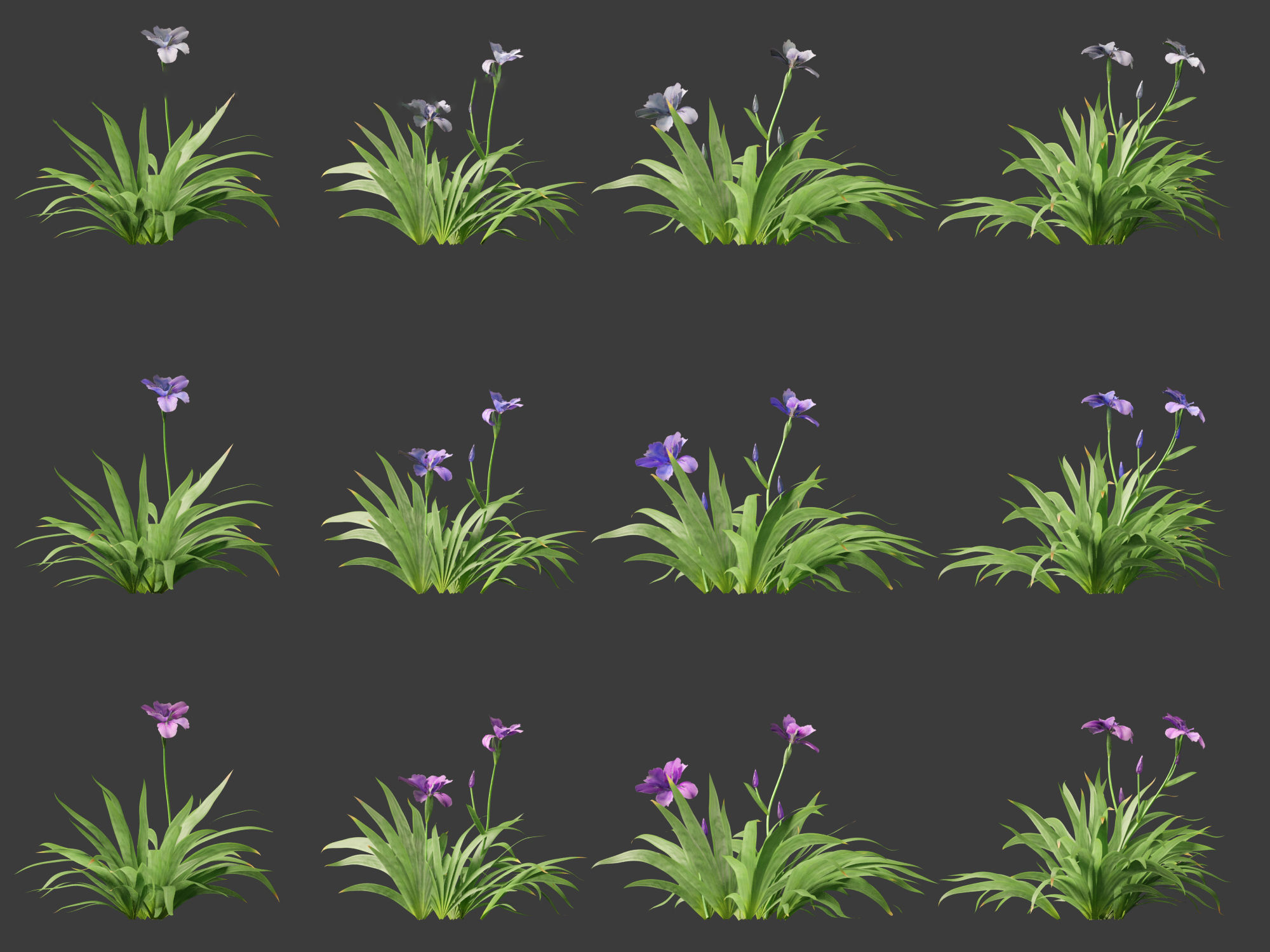 Iris tectorum - Roof iris 3D model | CGTrader
