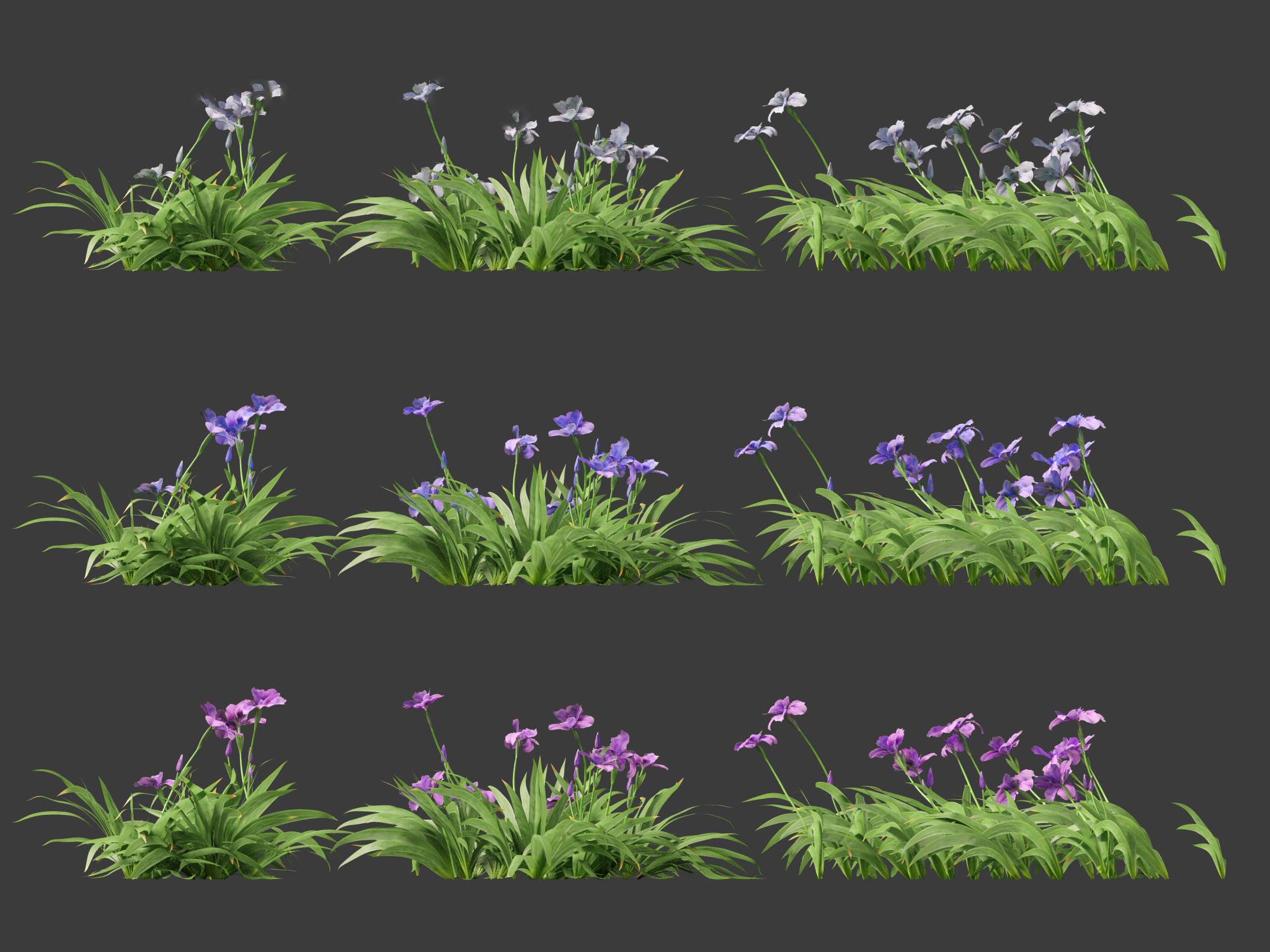 Iris tectorum - Roof iris 3D model | CGTrader