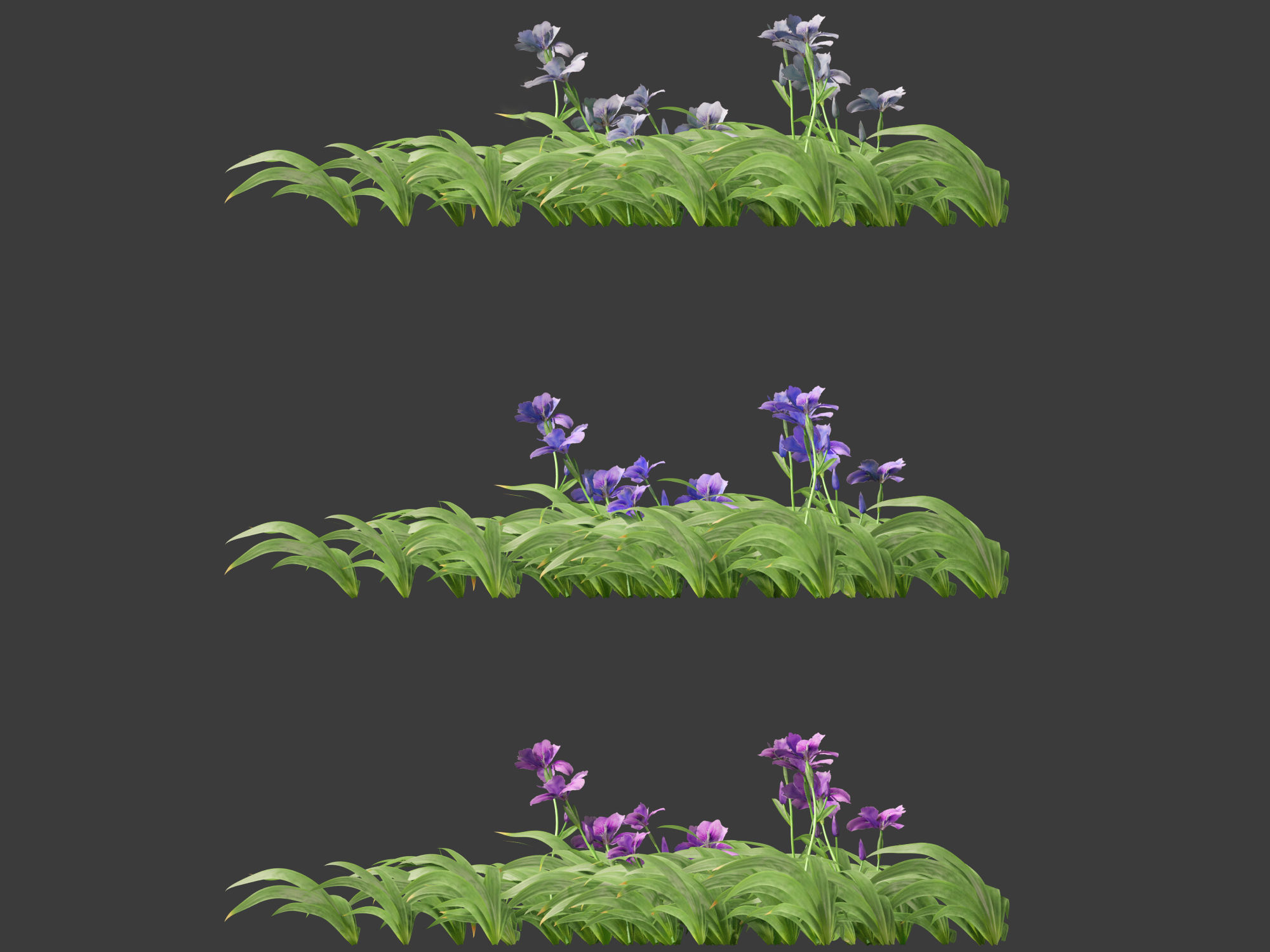 Iris tectorum - Roof iris 3D model | CGTrader