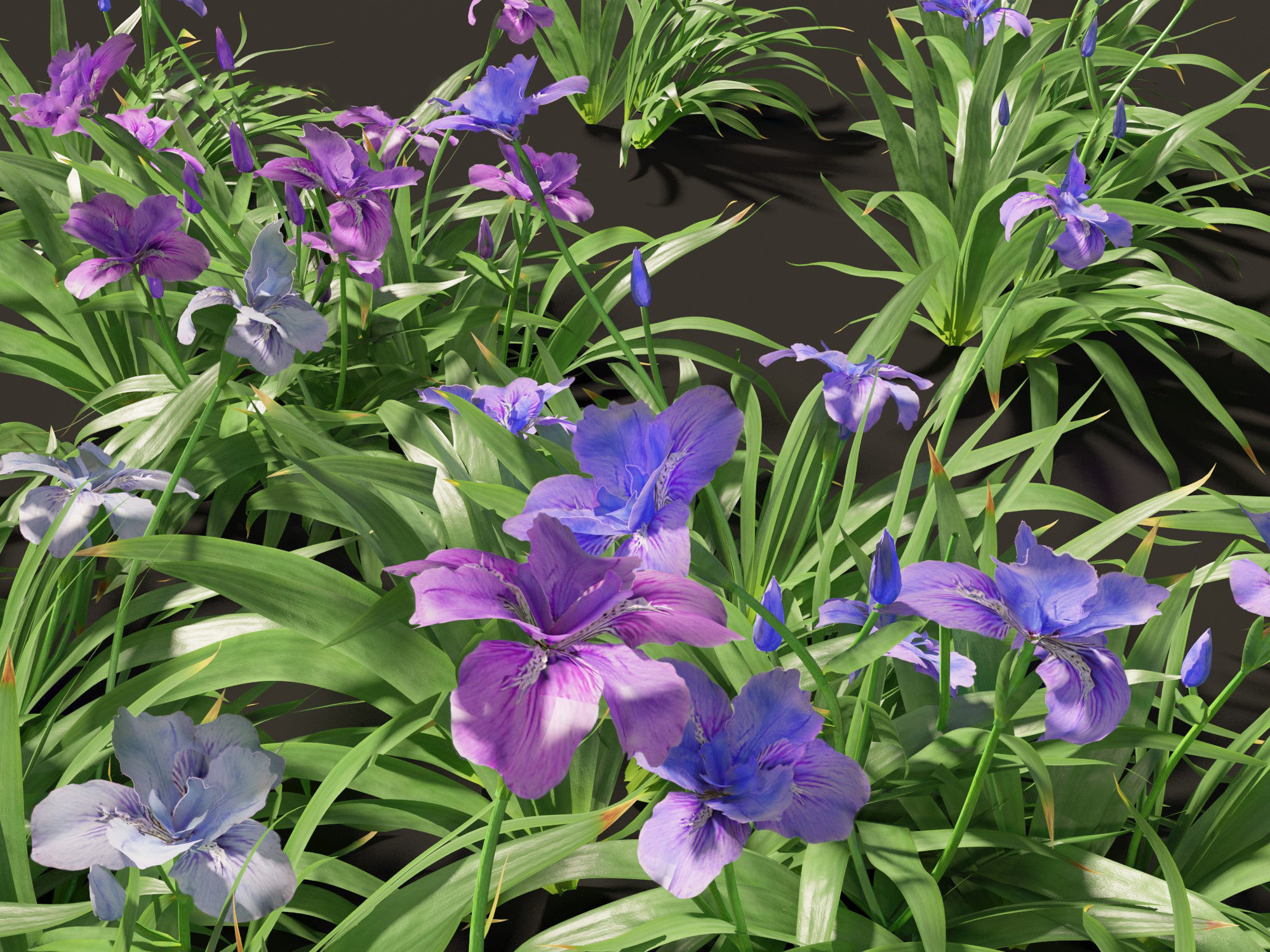 Iris tectorum - Roof iris 3D model | CGTrader