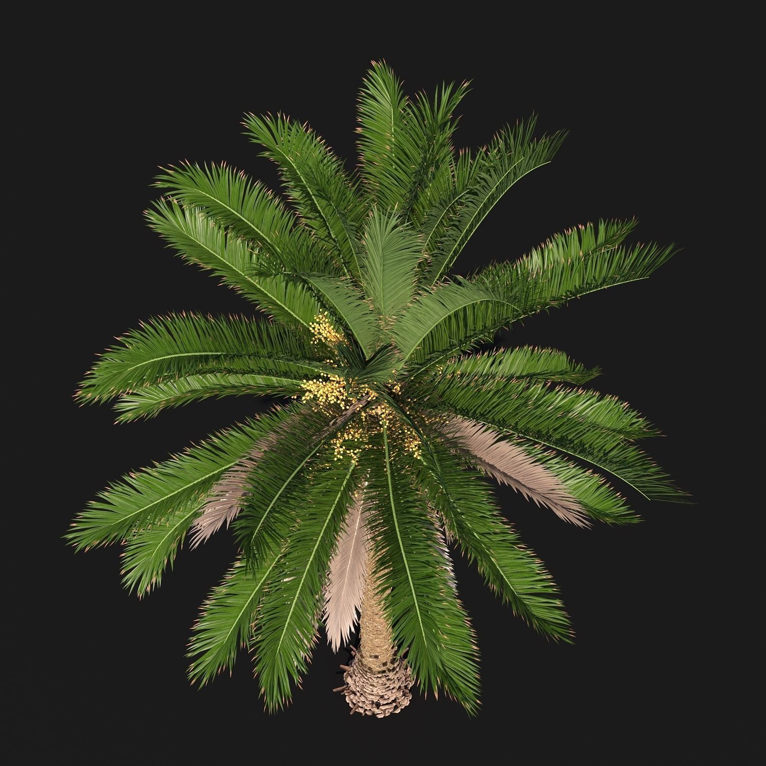 PALM TREE 2 - POHON PALEM Phoenix Canariensis VRAY CORONA 3DMAX 3D ...