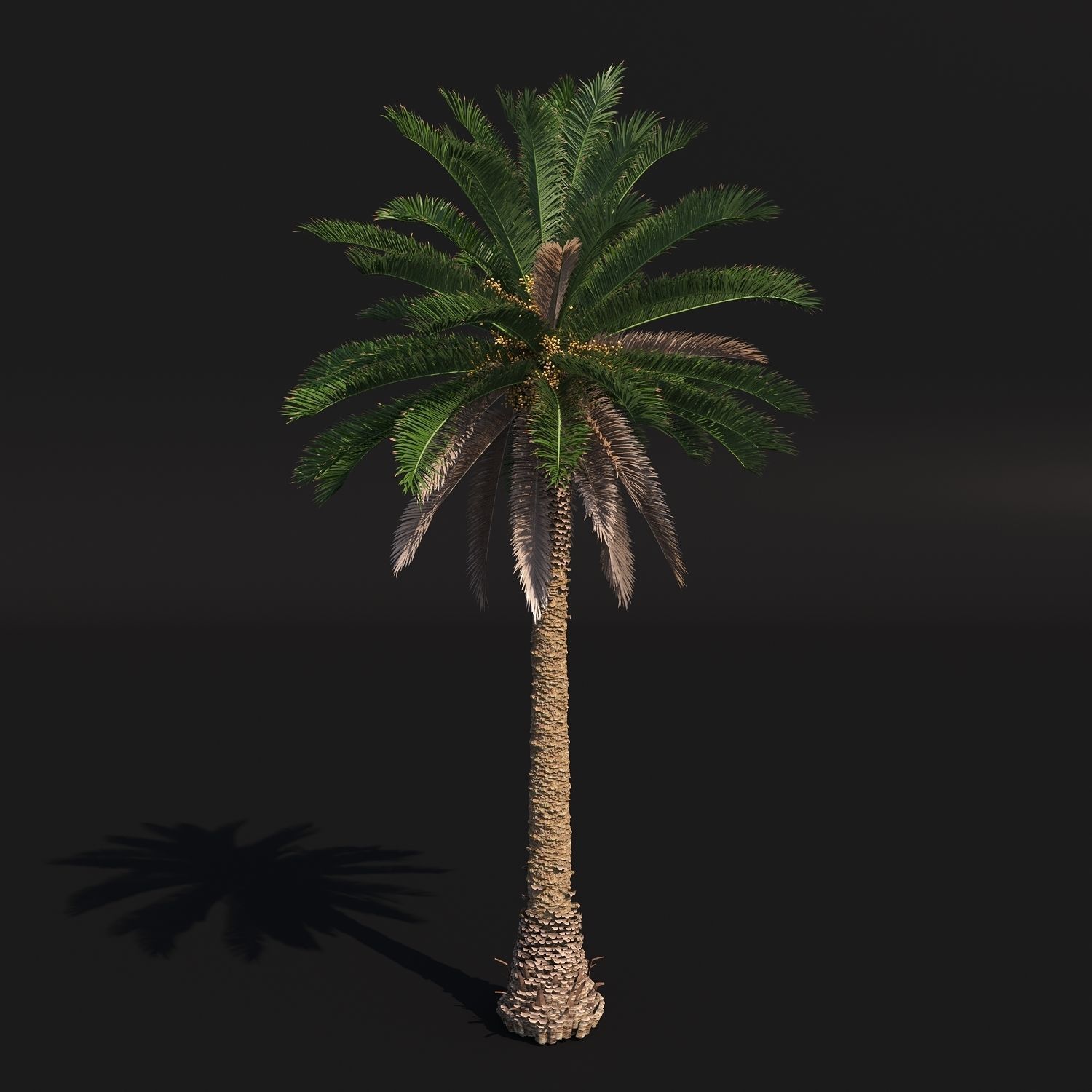 PALM TREE 2 - POHON PALEM Phoenix Canariensis VRAY CORONA 3DMAX 3D ...