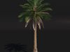 PALM TREE 2 - POHON PALEM Phoenix Canariensis VRAY CORONA 3DMAX 3D ...