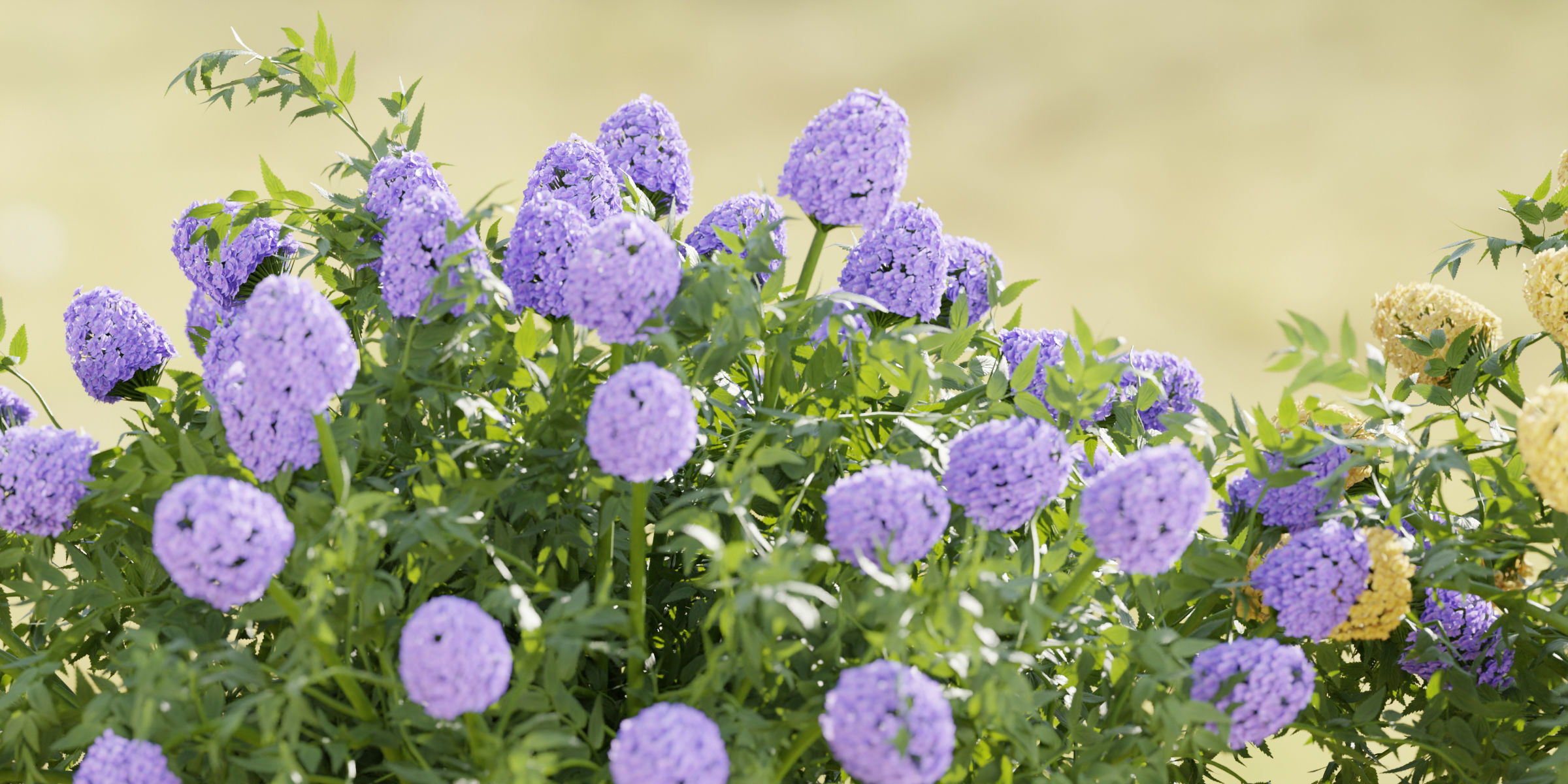 24 Bush models collection vol 240-Blender | CGTrader