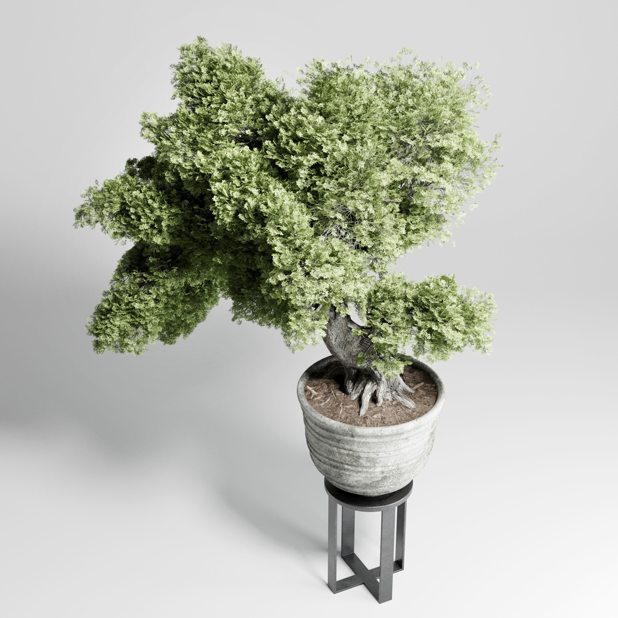 3D model Bonasi Tree in a concrete vase set indoor plant 411 VR / AR ...