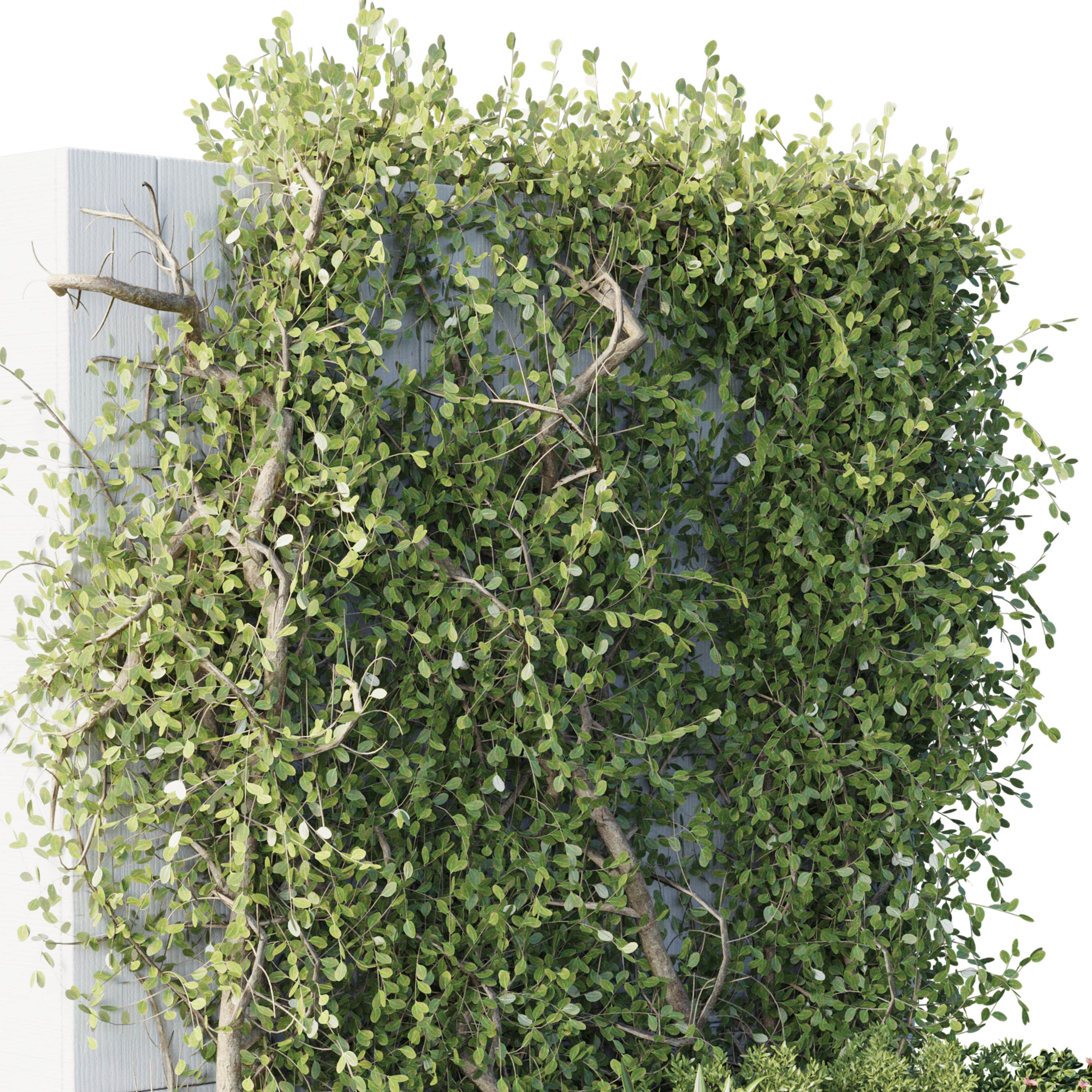 3D model Garden ivy of Plants shrubs and palm tree - outdoor garden VR ...