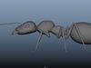3D model Realistic ant 3D Model VR / AR / low-poly | CGTrader