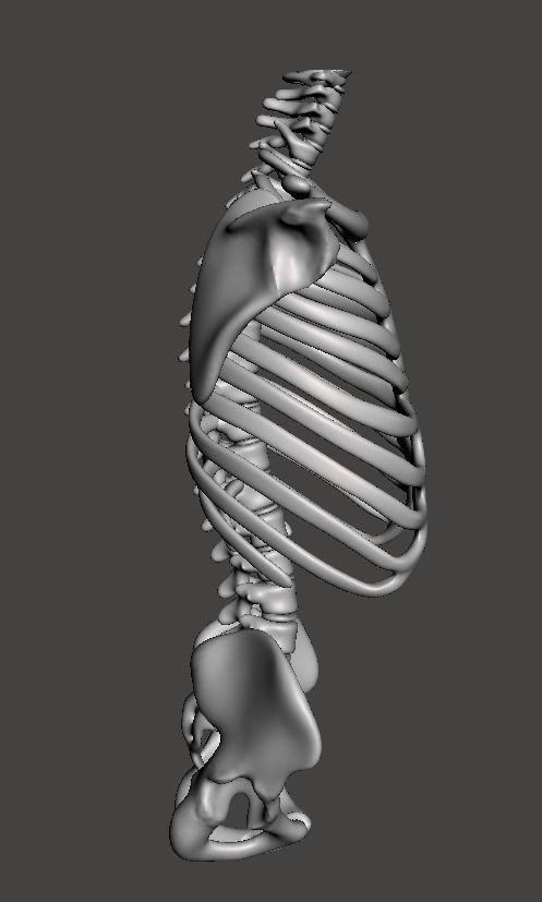 Skeleton torso with hollow spine 3D model 3D printable | CGTrader