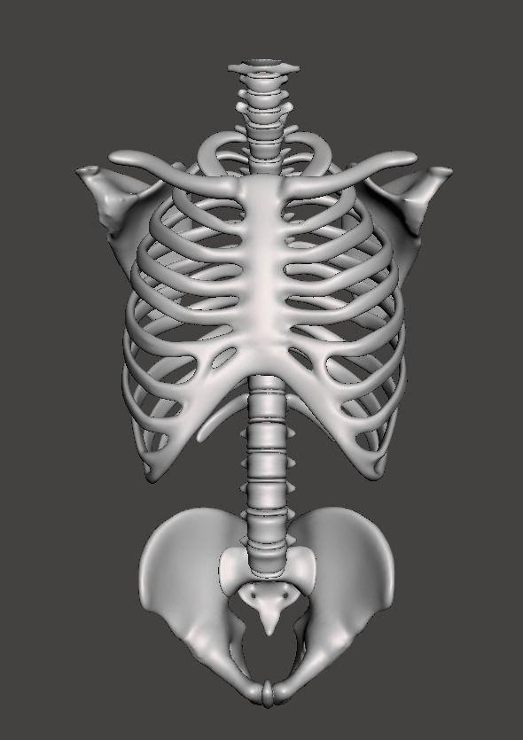 Skeleton torso with hollow spine 3D model 3D printable | CGTrader