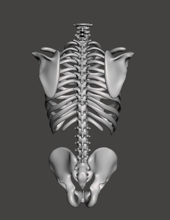 Skeleton torso with hollow spine 3D model 3D printable | CGTrader