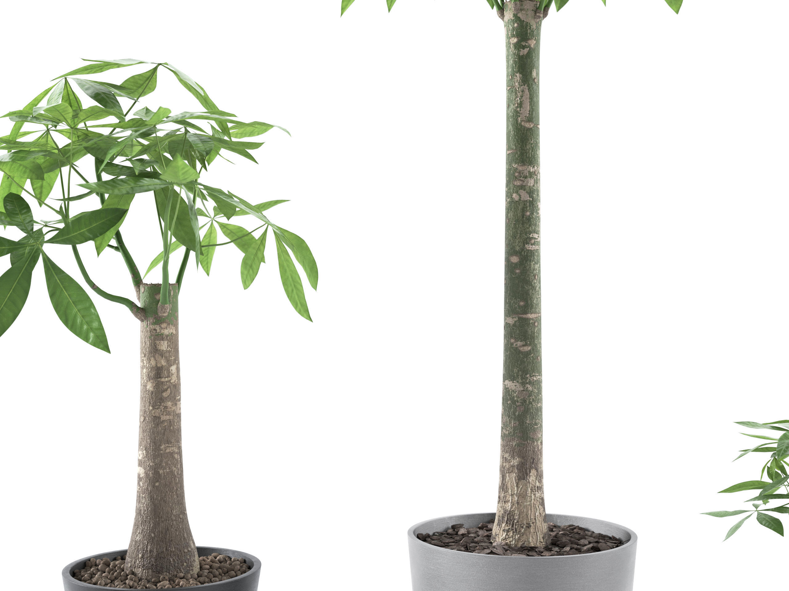 Plant Money Tree - Pachira Aquatica stump style 3D model | CGTrader