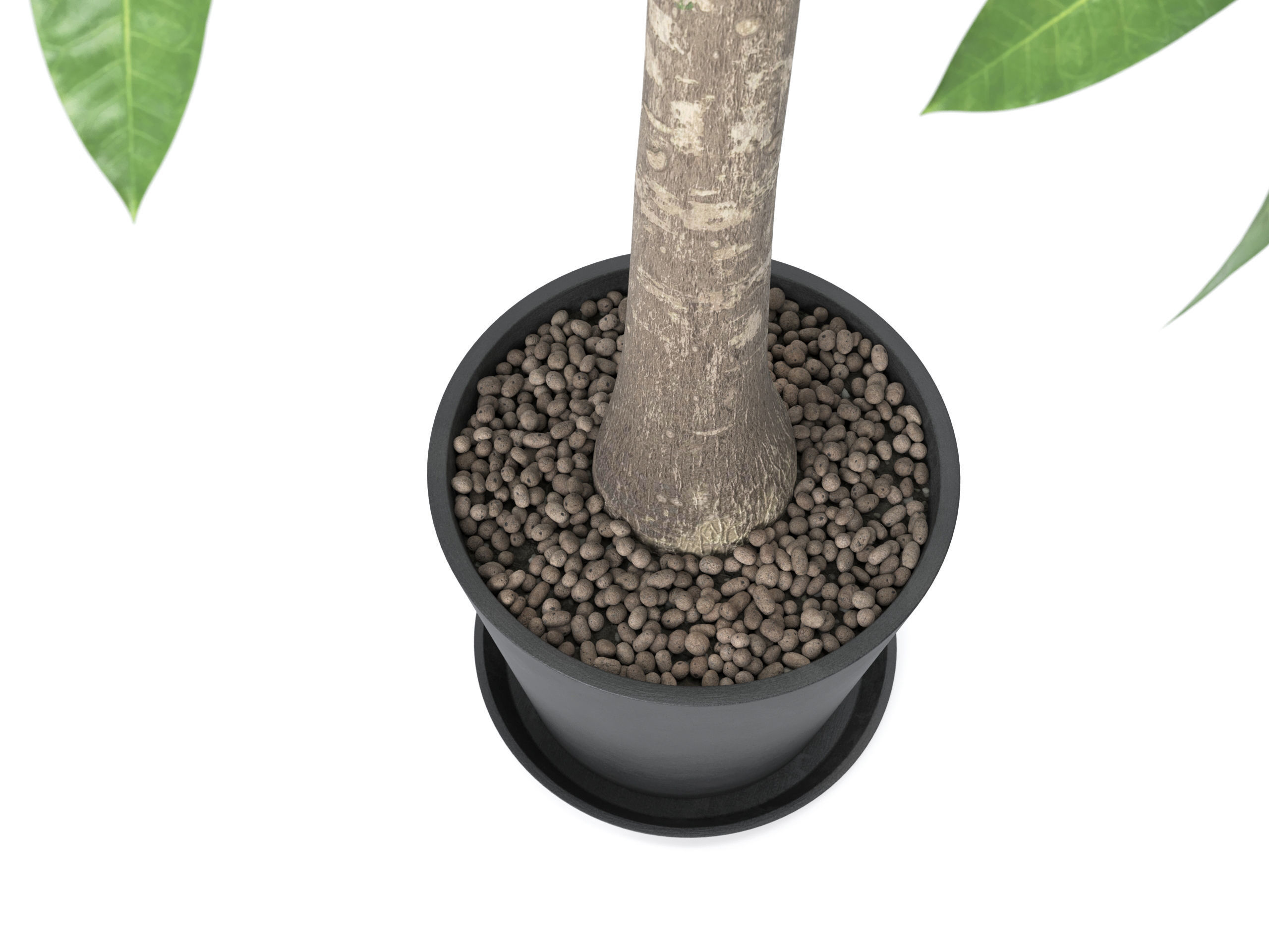 Plant Money Tree - Pachira Aquatica stump style 3D model | CGTrader