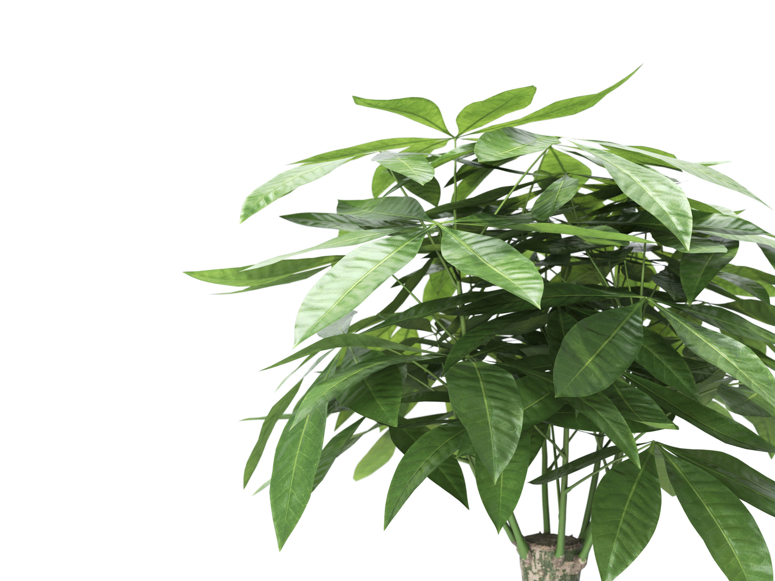 Plant Money Tree - Pachira Aquatica stump style 3D model | CGTrader