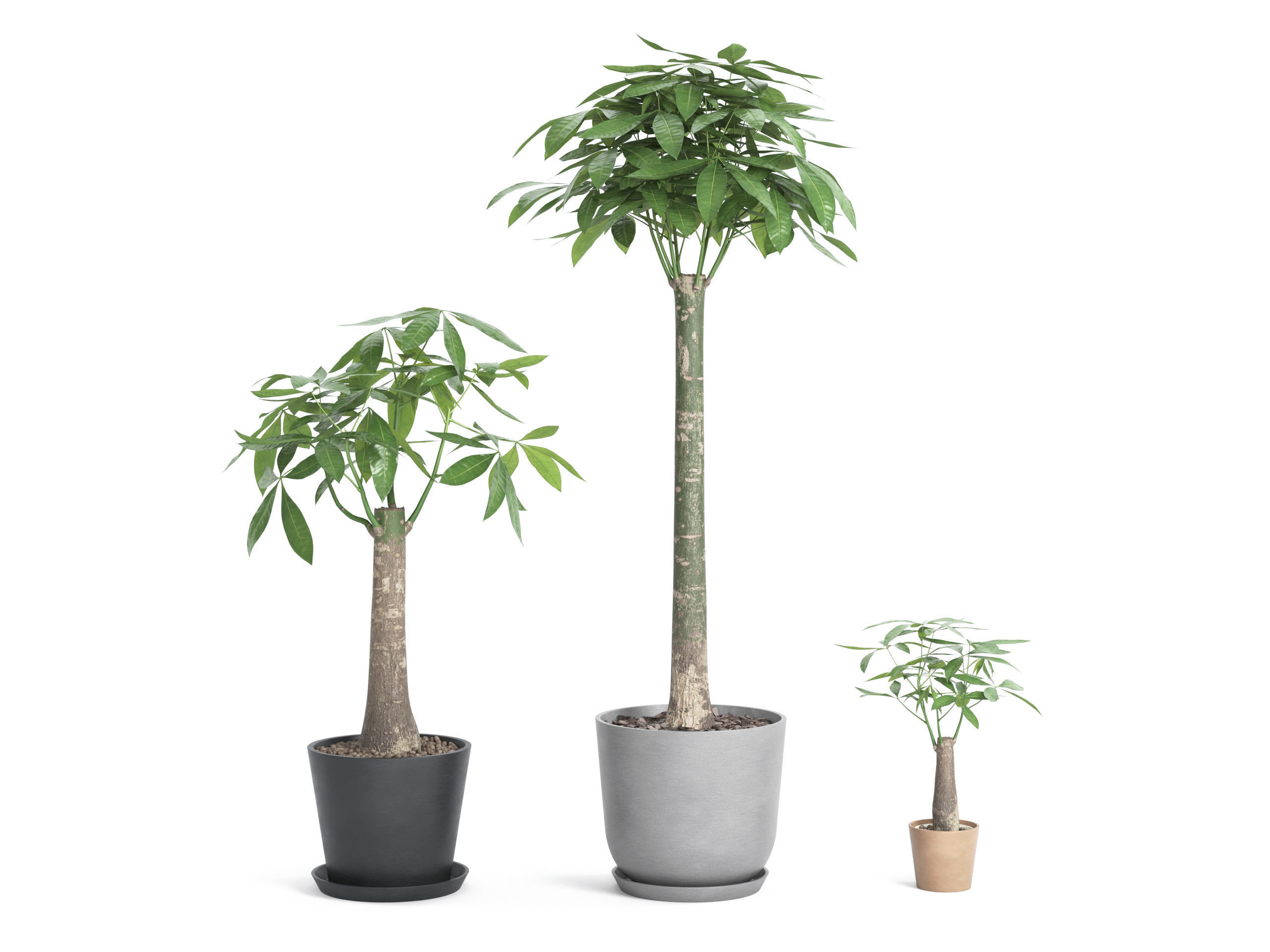 Plant Money Tree - Pachira Aquatica stump style 3D model | CGTrader