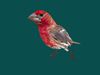 Finches Birds Animals 3D model animated rigged | CGTrader