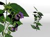 Belladonna 3D model | CGTrader
