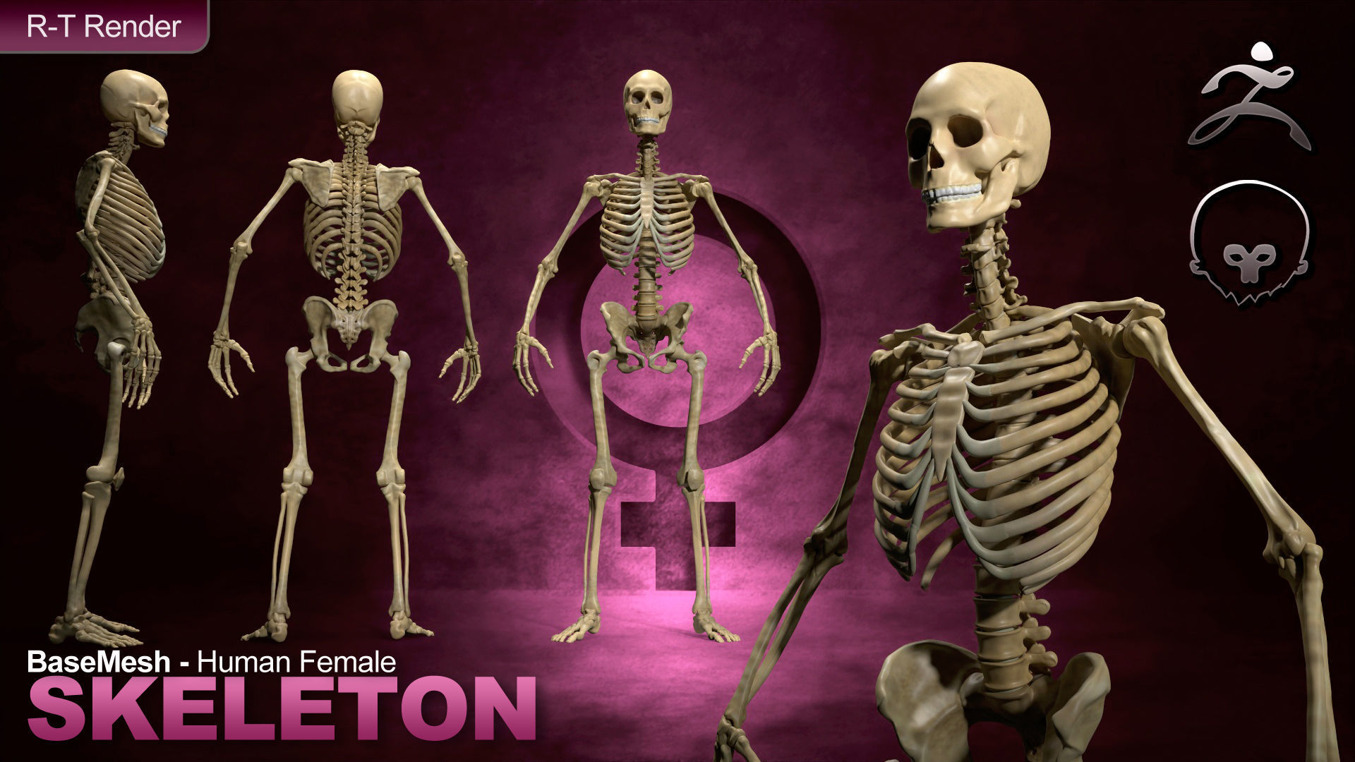 3D model Human Female Skeleton Base-Mesh VR / AR / low-poly | CGTrader