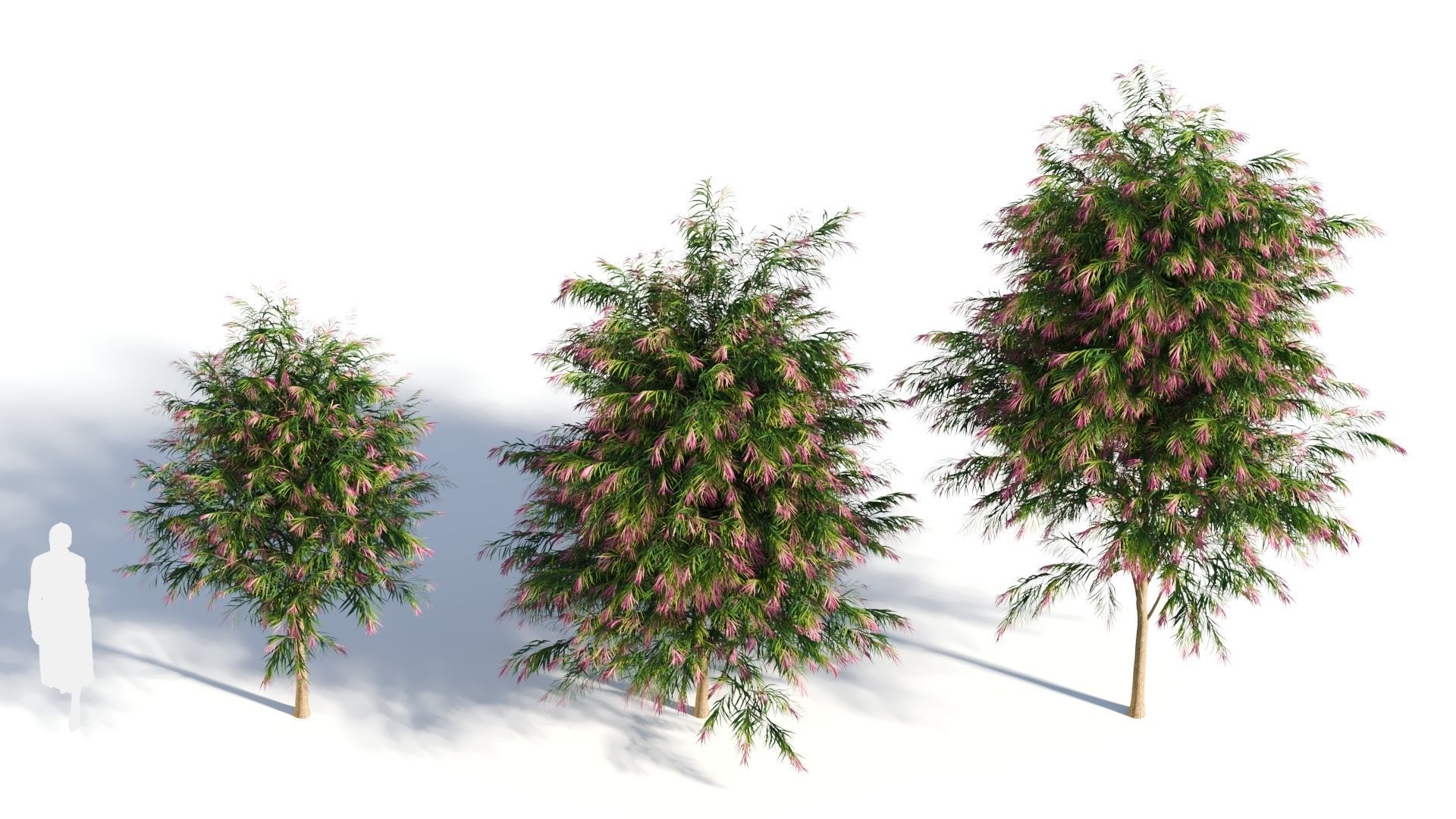 Burgundy Myrtle tree b 3D model | CGTrader
