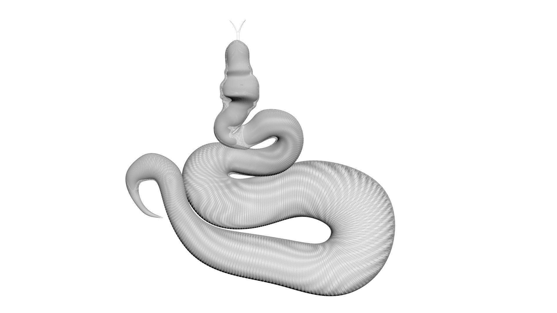 Albino Ball Python Snake 3D model | CGTrader