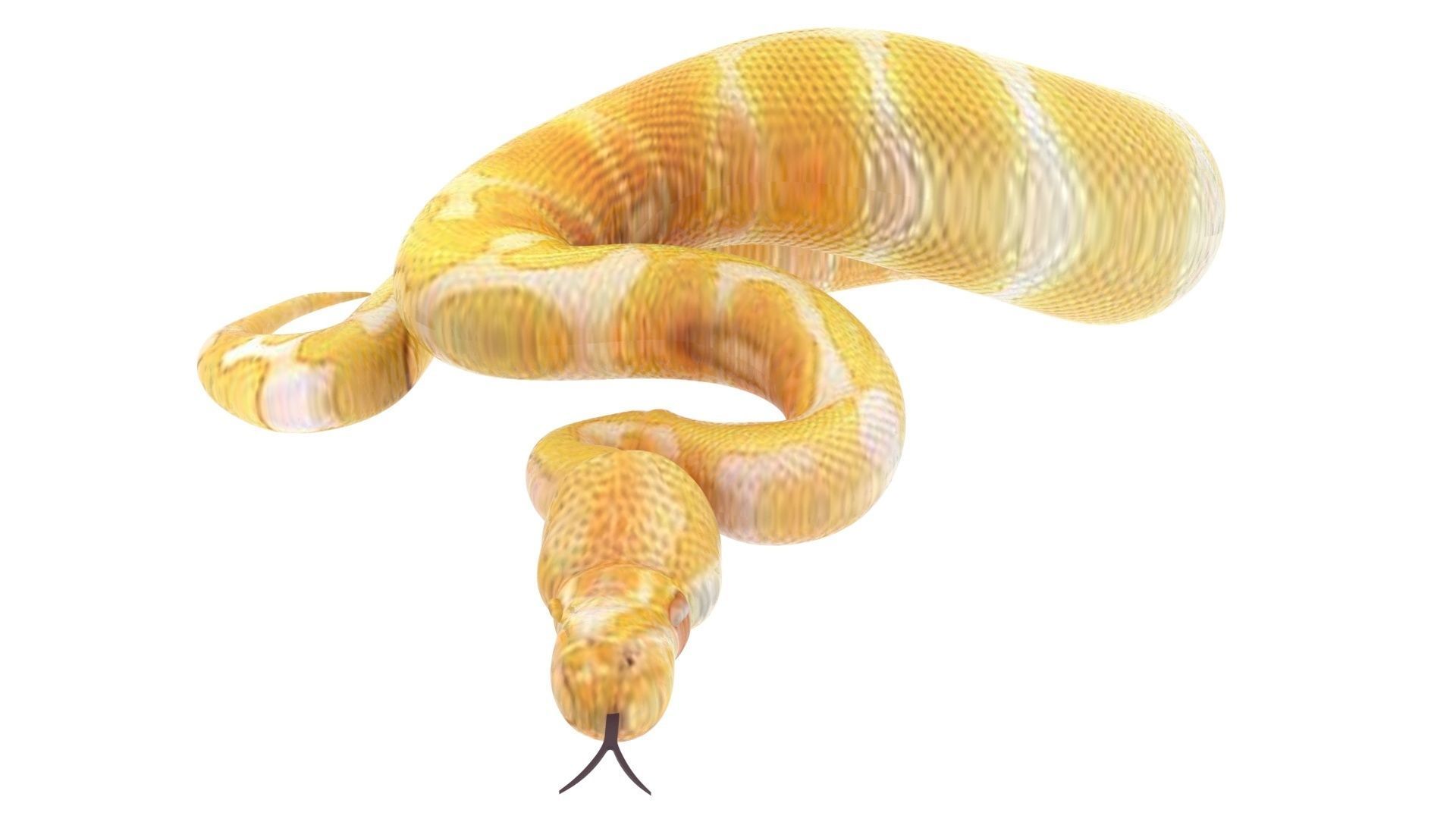 Albino Ball Python Snake 3D model | CGTrader