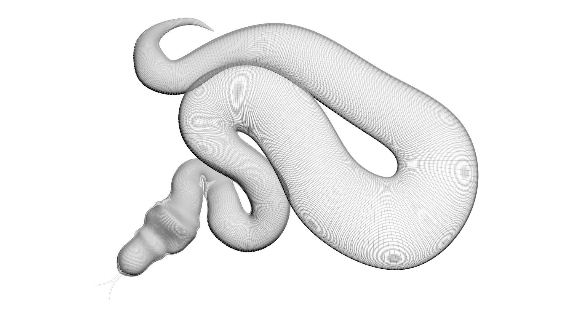 Albino Ball Python Snake 3D model | CGTrader