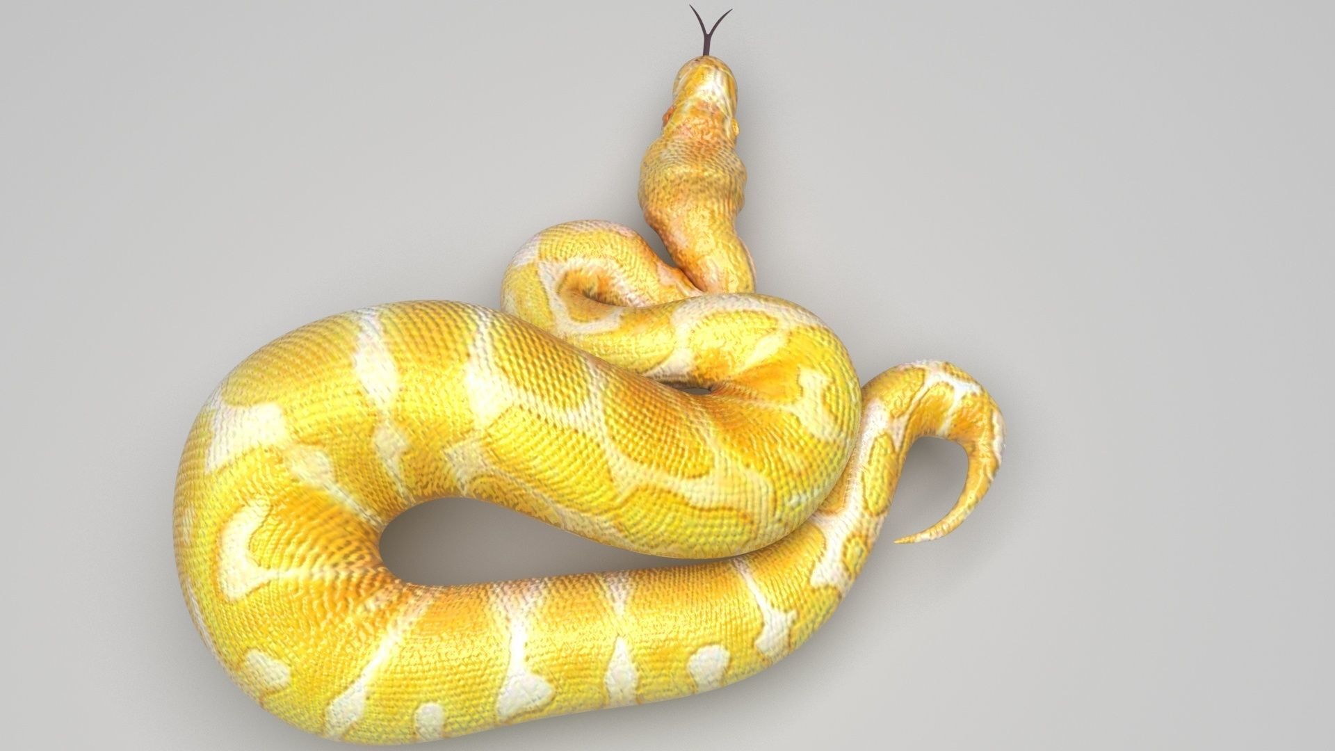 Albino Ball Python Snake 3D model | CGTrader