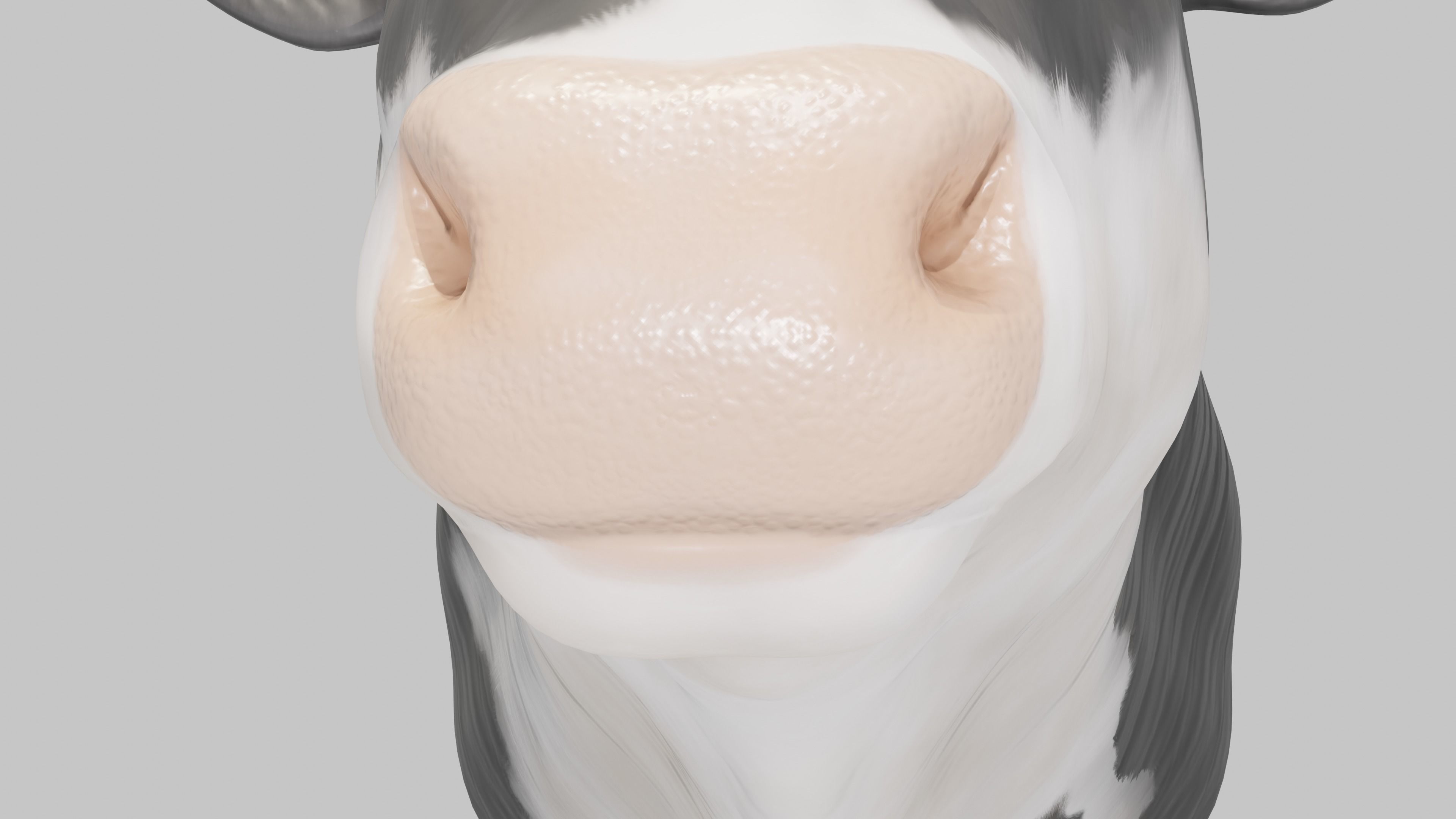 PBR Free Cow Head free 3D model | CGTrader