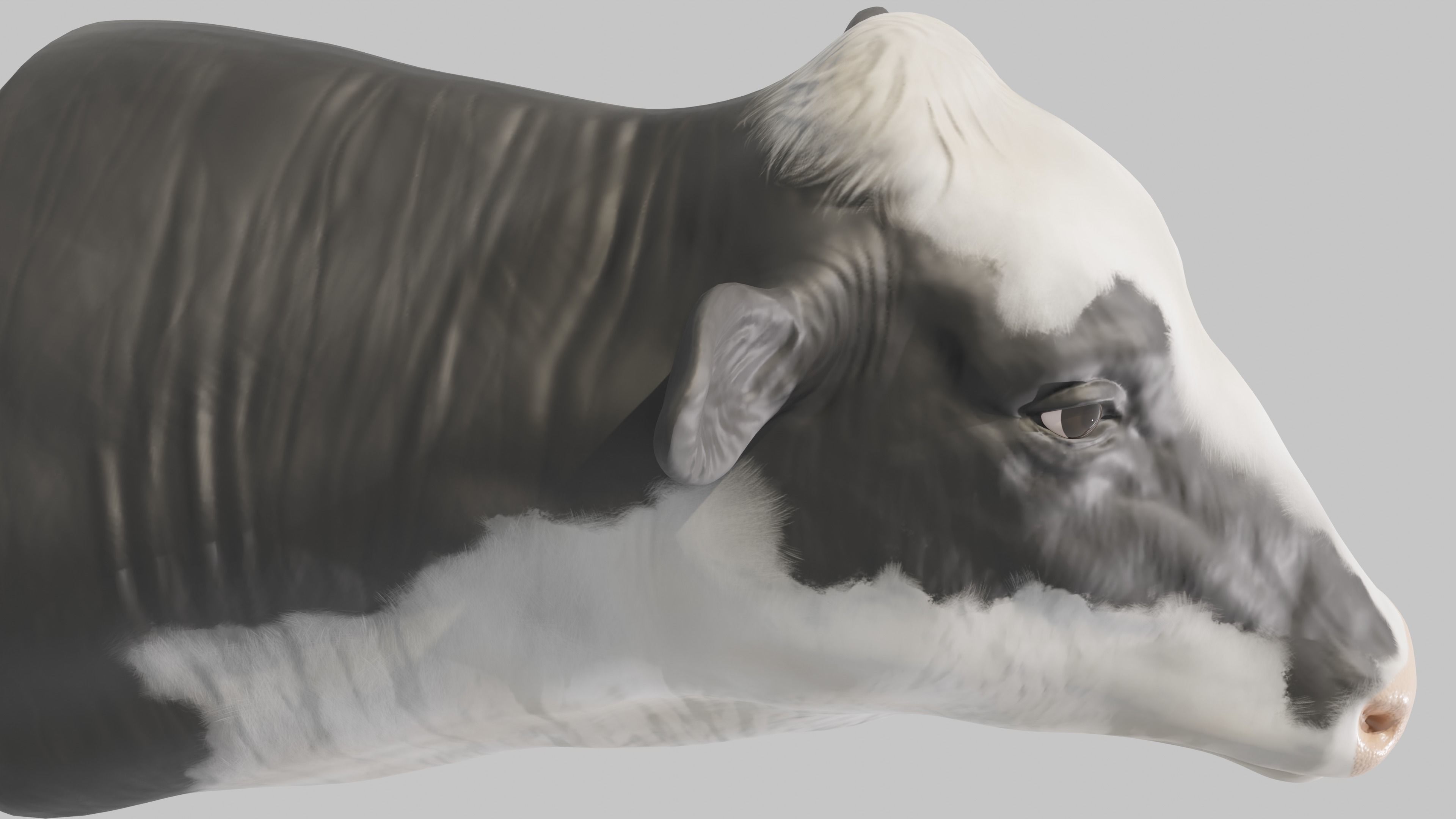 PBR Free Cow Head free 3D model | CGTrader