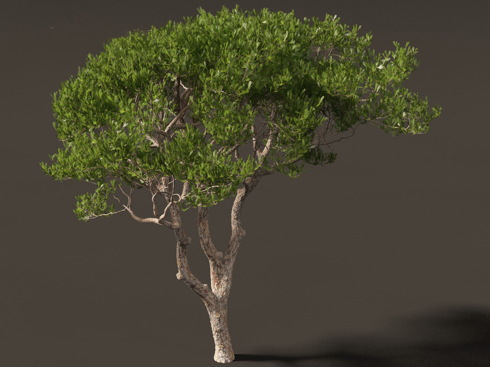 Pinus pinea - Stone pine 3D model | CGTrader