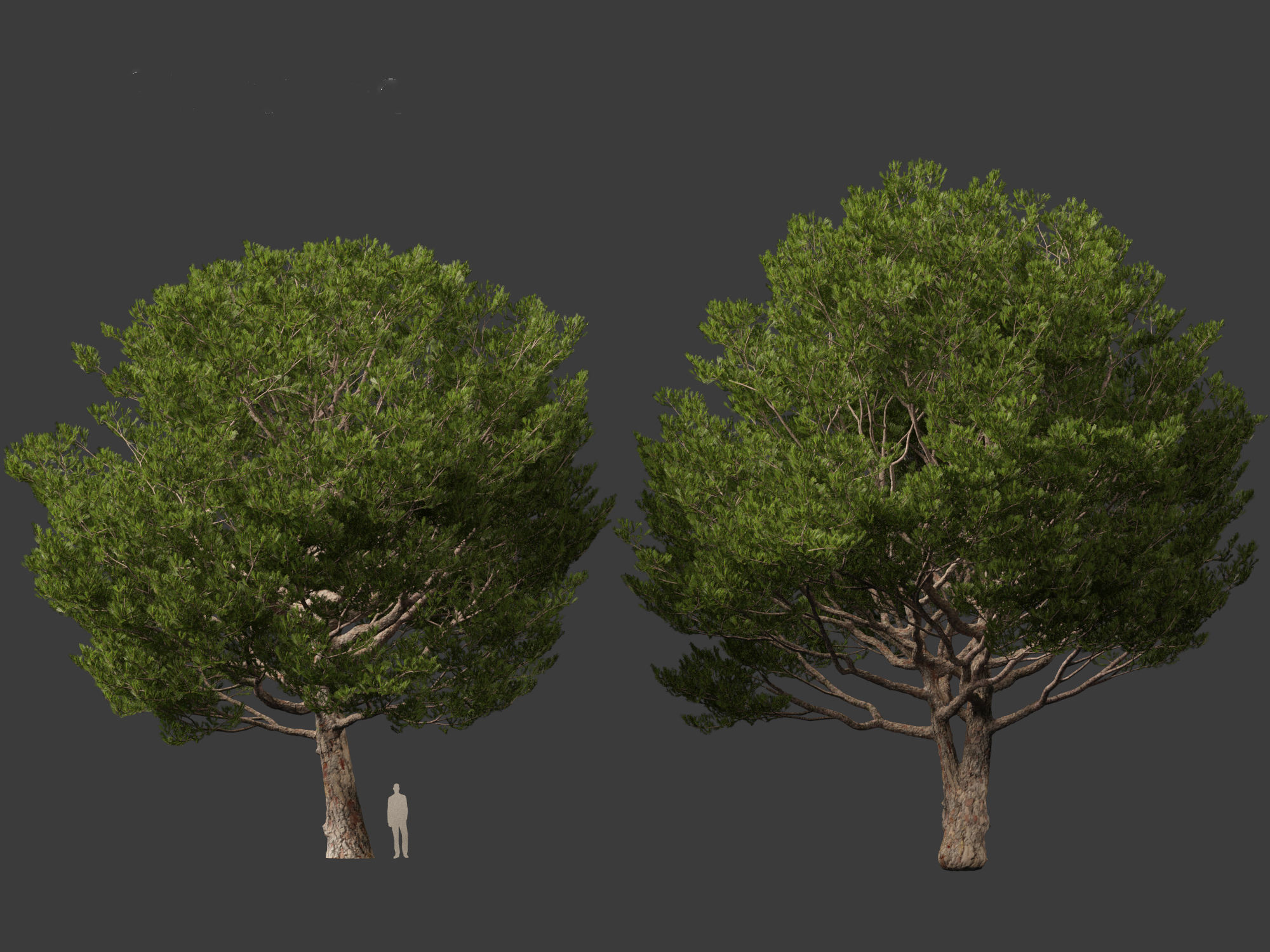 Pinus pinea - Stone pine 3D model | CGTrader