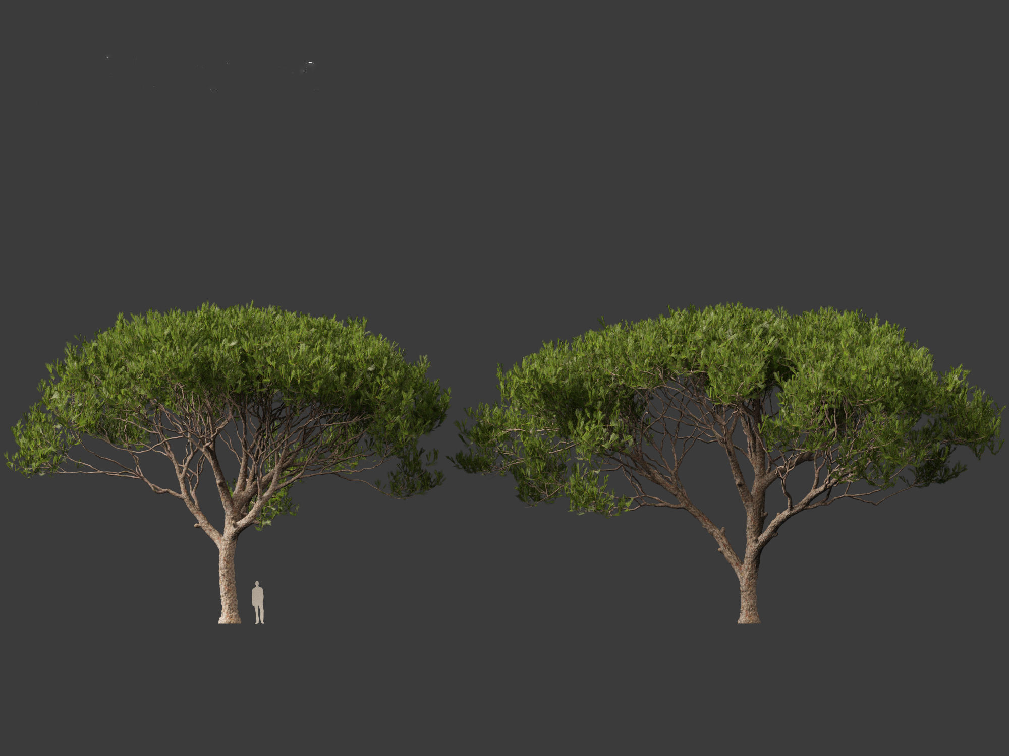 Pinus pinea - Stone pine 3D model | CGTrader