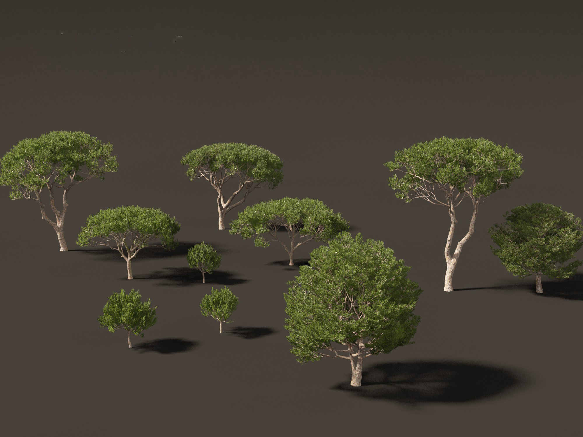 Pinus pinea - Stone pine 3D model | CGTrader
