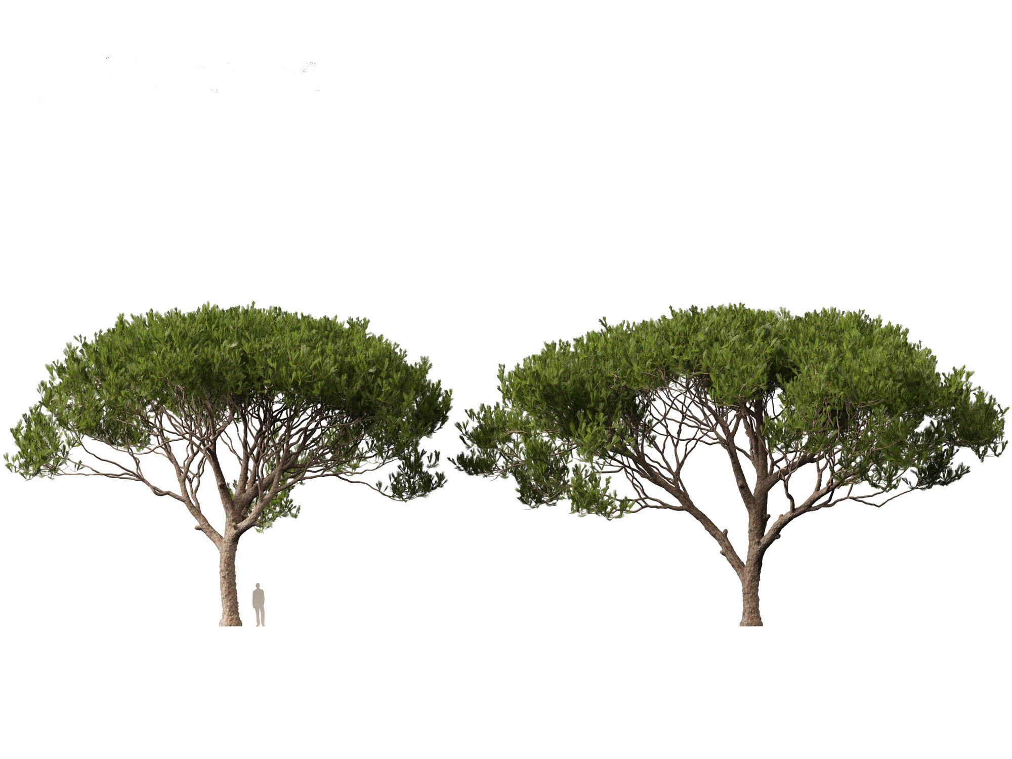 Pinus pinea - Stone pine 3D model | CGTrader