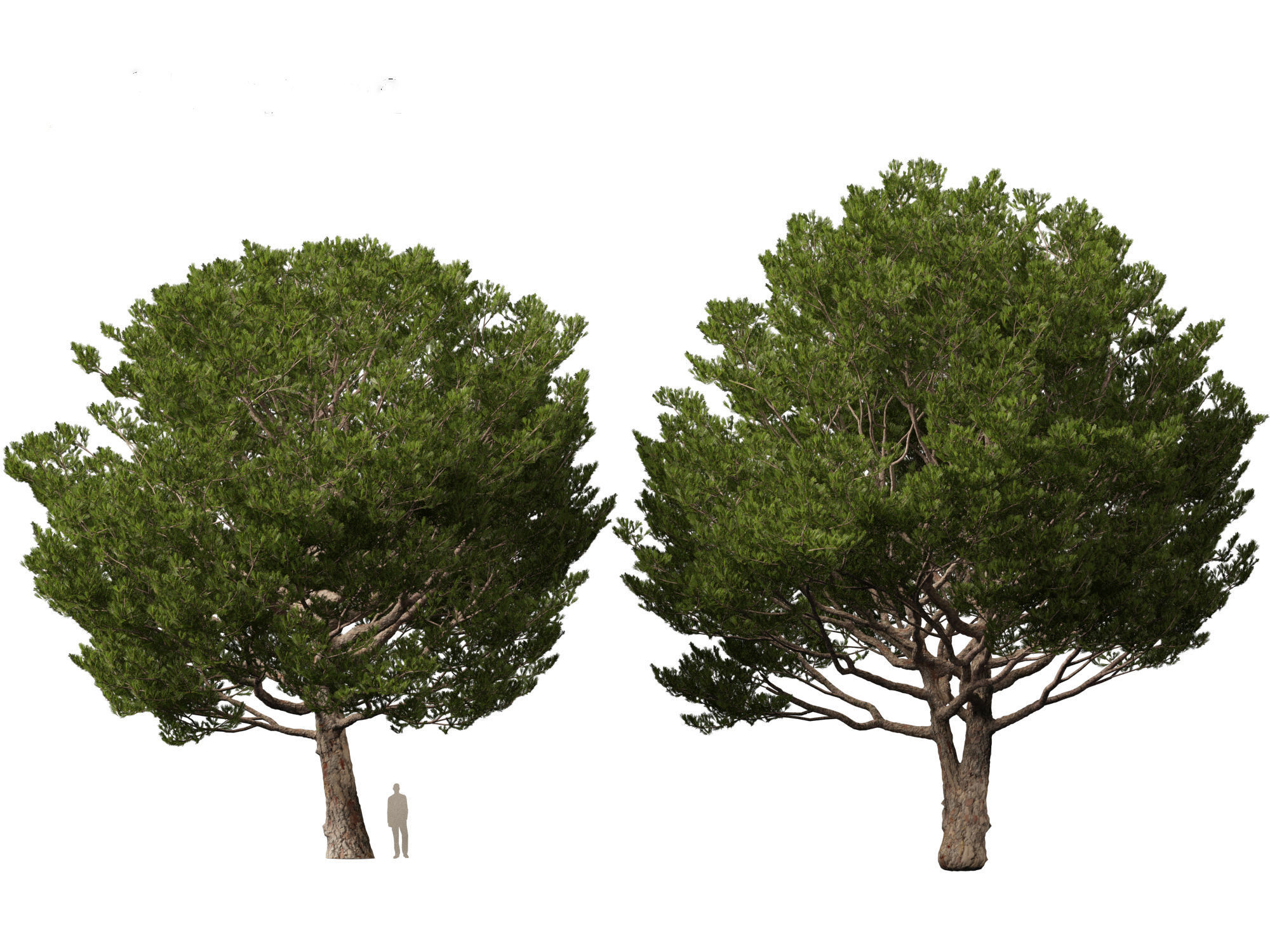 Pinus pinea - Stone pine 3D model | CGTrader