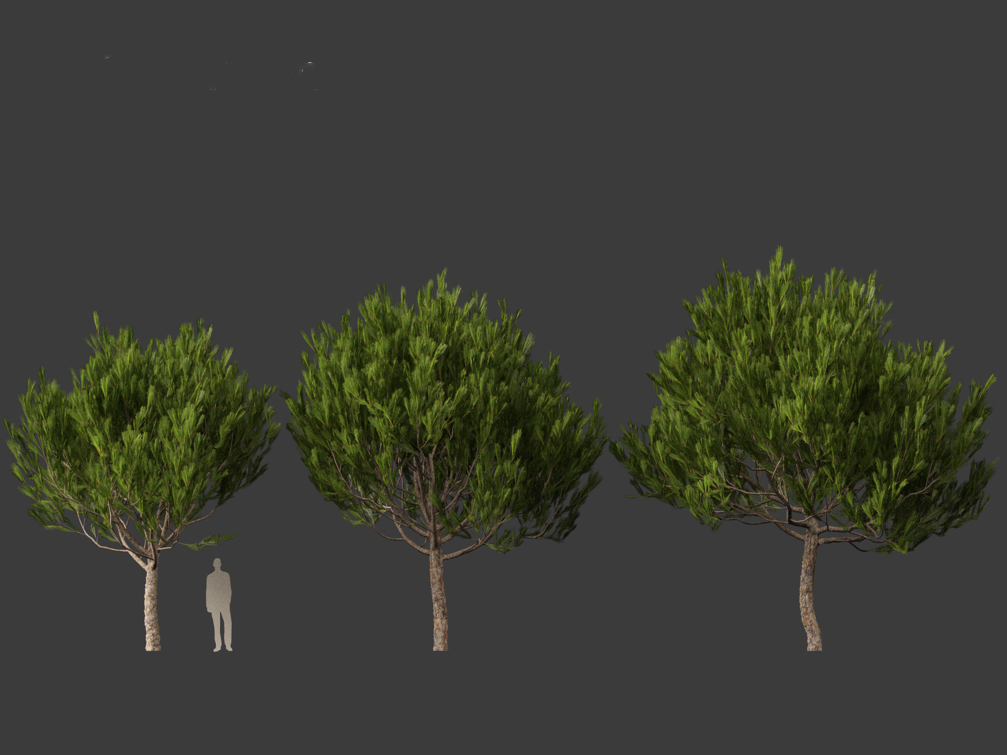 Pinus pinea - Stone pine 3D model | CGTrader