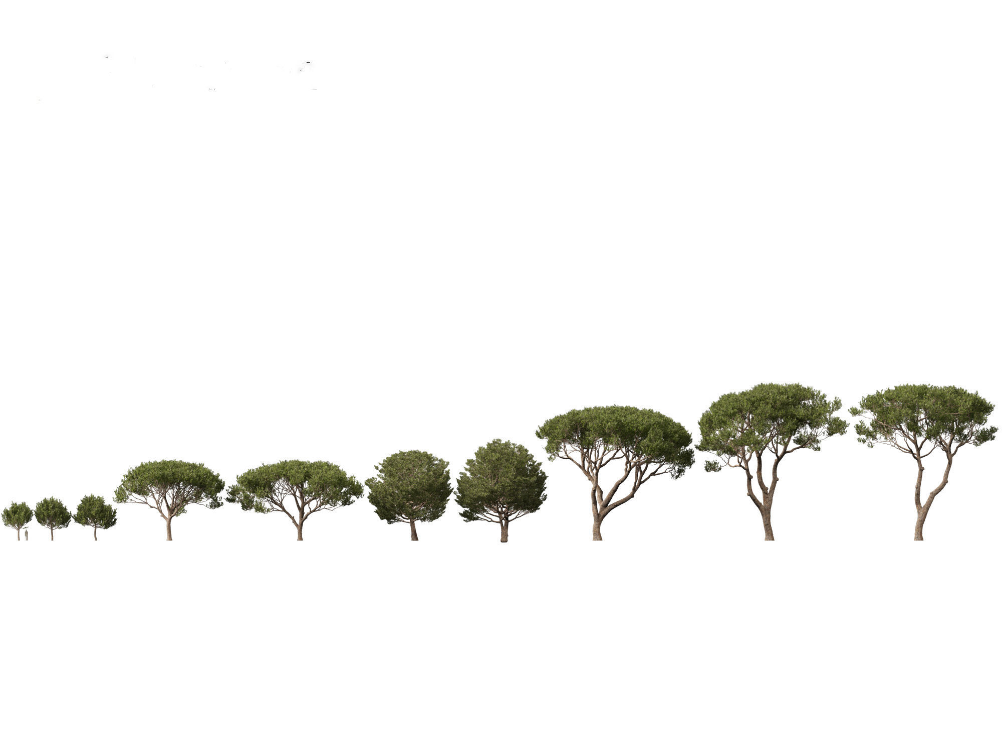 Pinus pinea - Stone pine 3D model | CGTrader