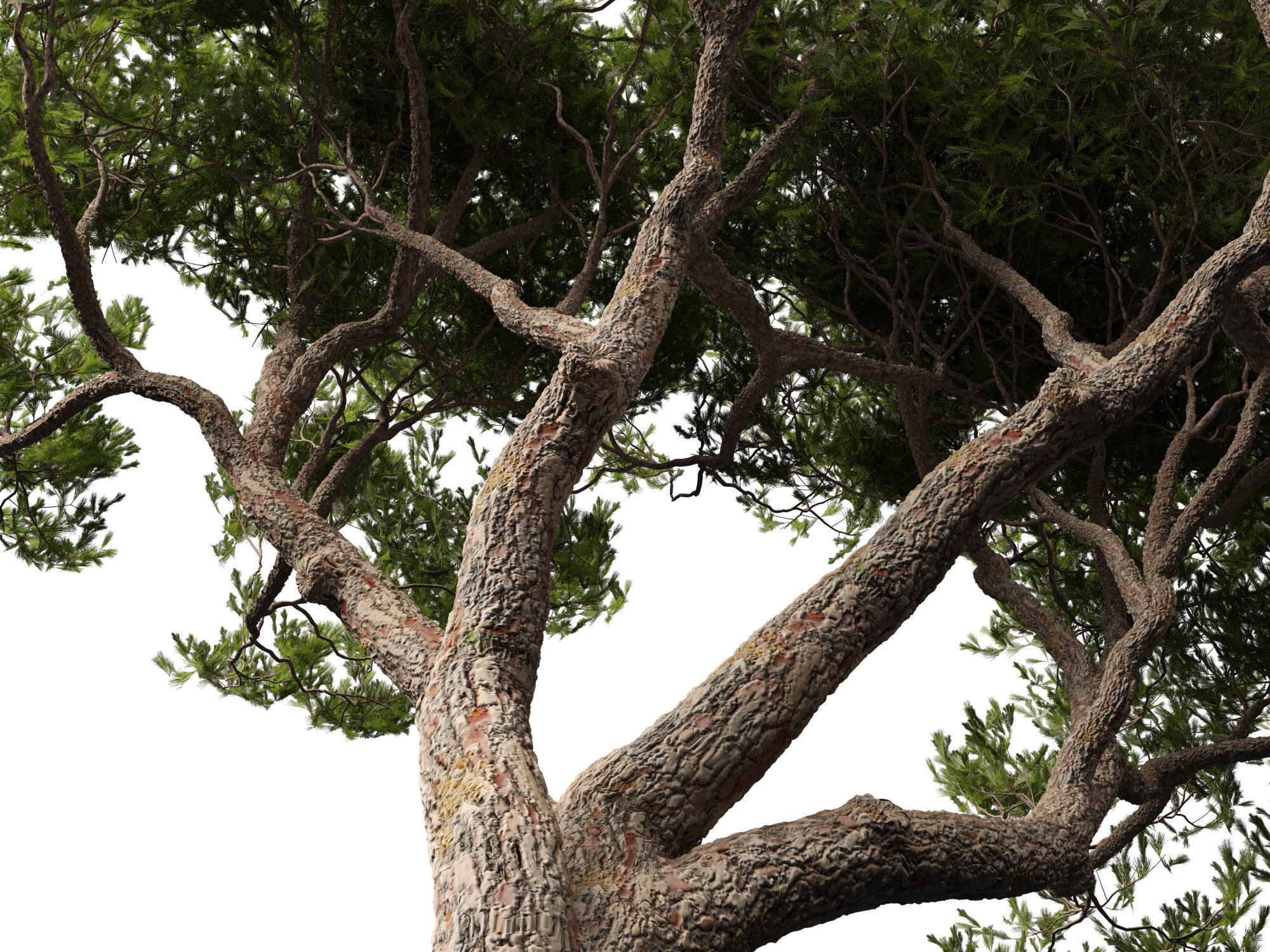 Pinus pinea - Stone pine 3D model | CGTrader