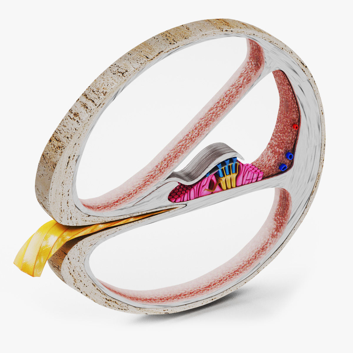 Cochlea cross section 3D model | CGTrader