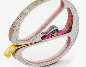 Cochlea 3D Models | CGTrader