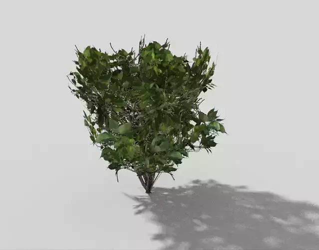 3D model low poly shrub bush with leaves VR / AR / low-poly | CGTrader