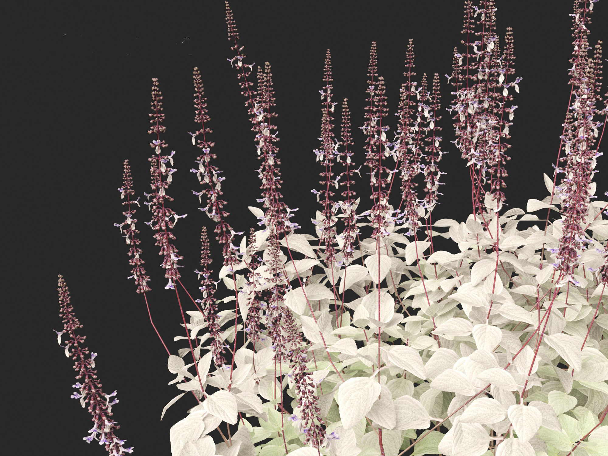 Plectranthus argentatus - Silver spurflower 3D model | CGTrader